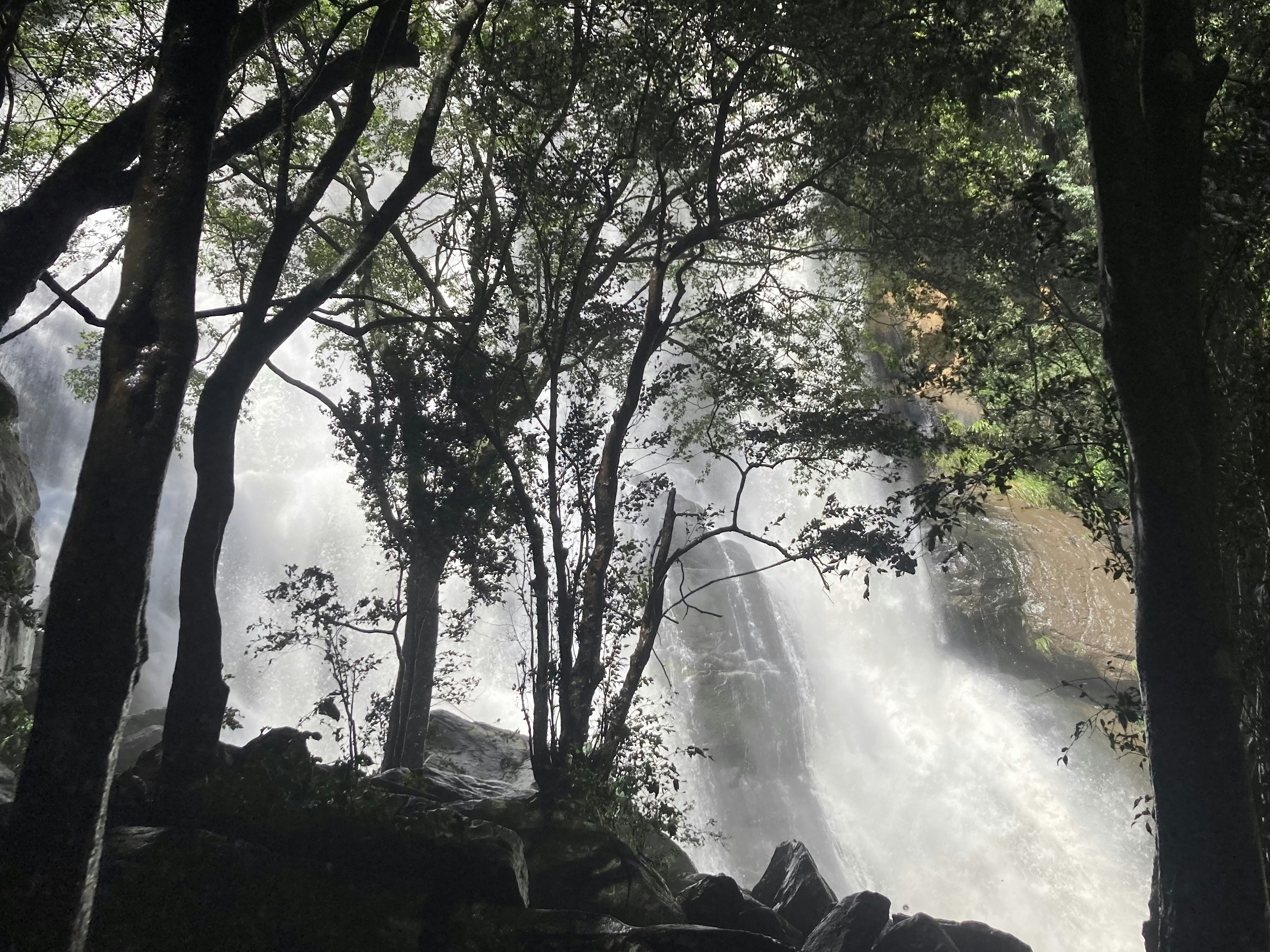 Veil of Mist Over the Forest Falls