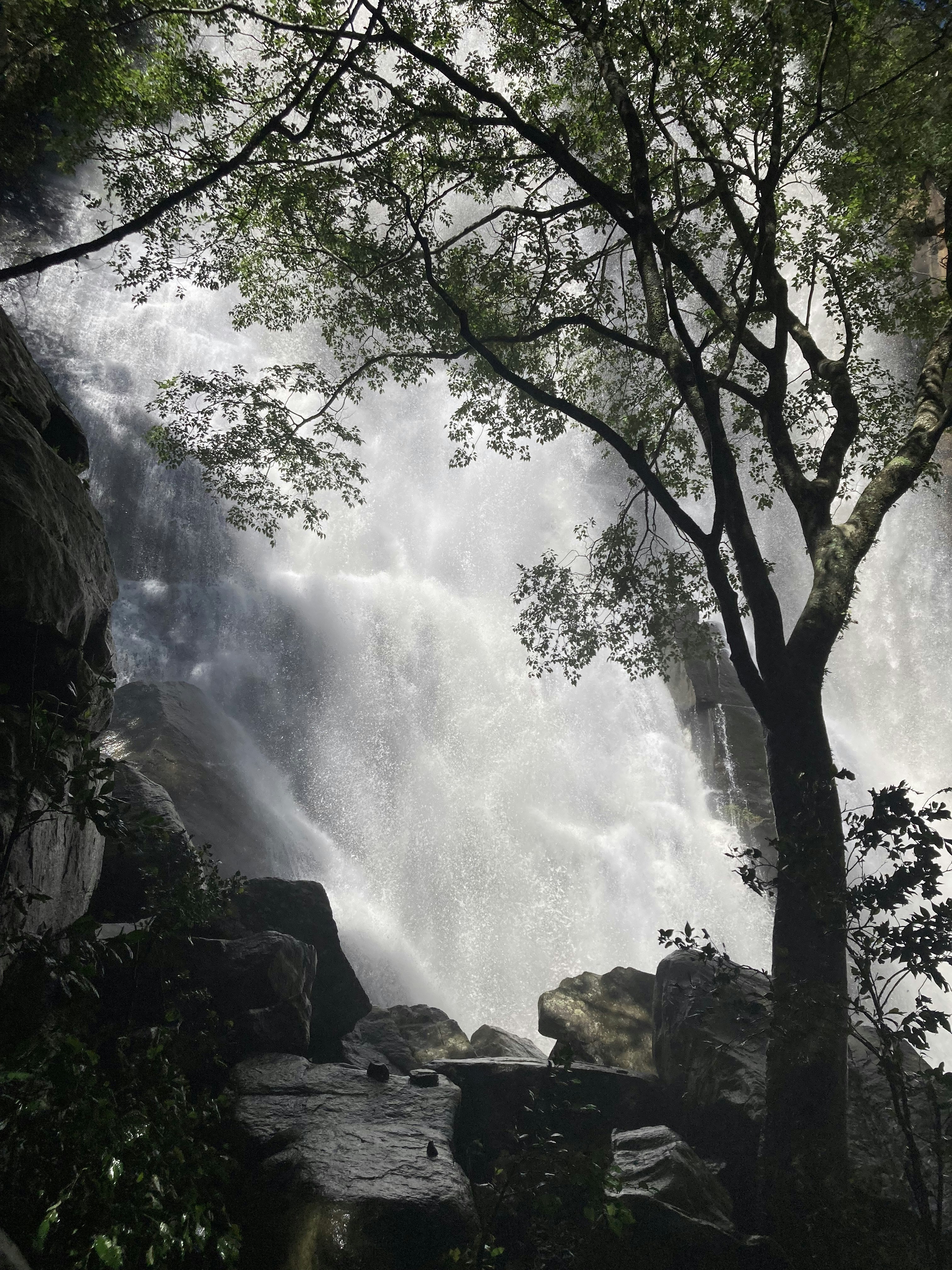 Waterfall Veil framed by a stoic tree at the cliff edge