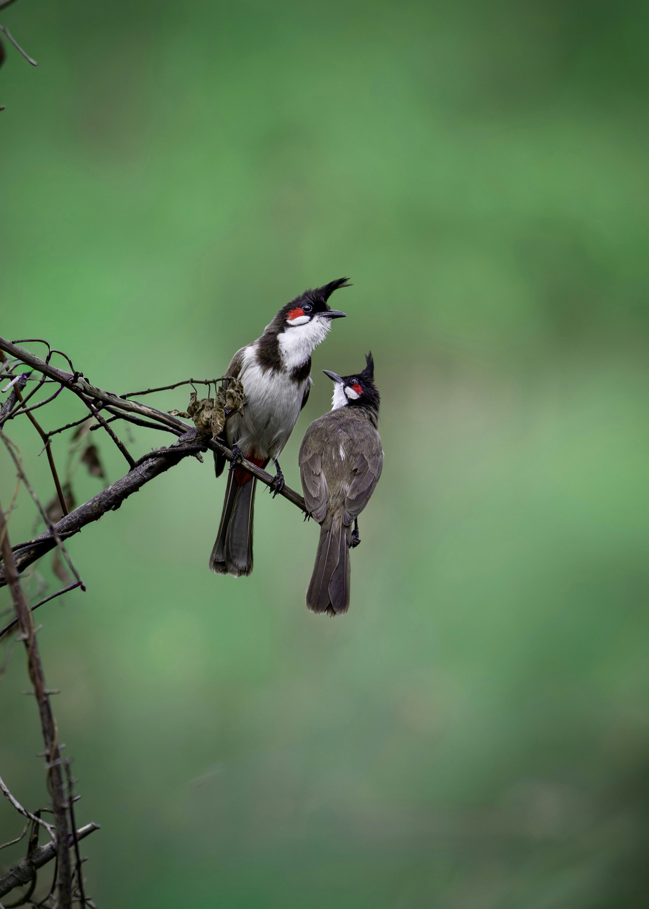 Two Gold-Napped Warblers in a Quiet Green Exchange