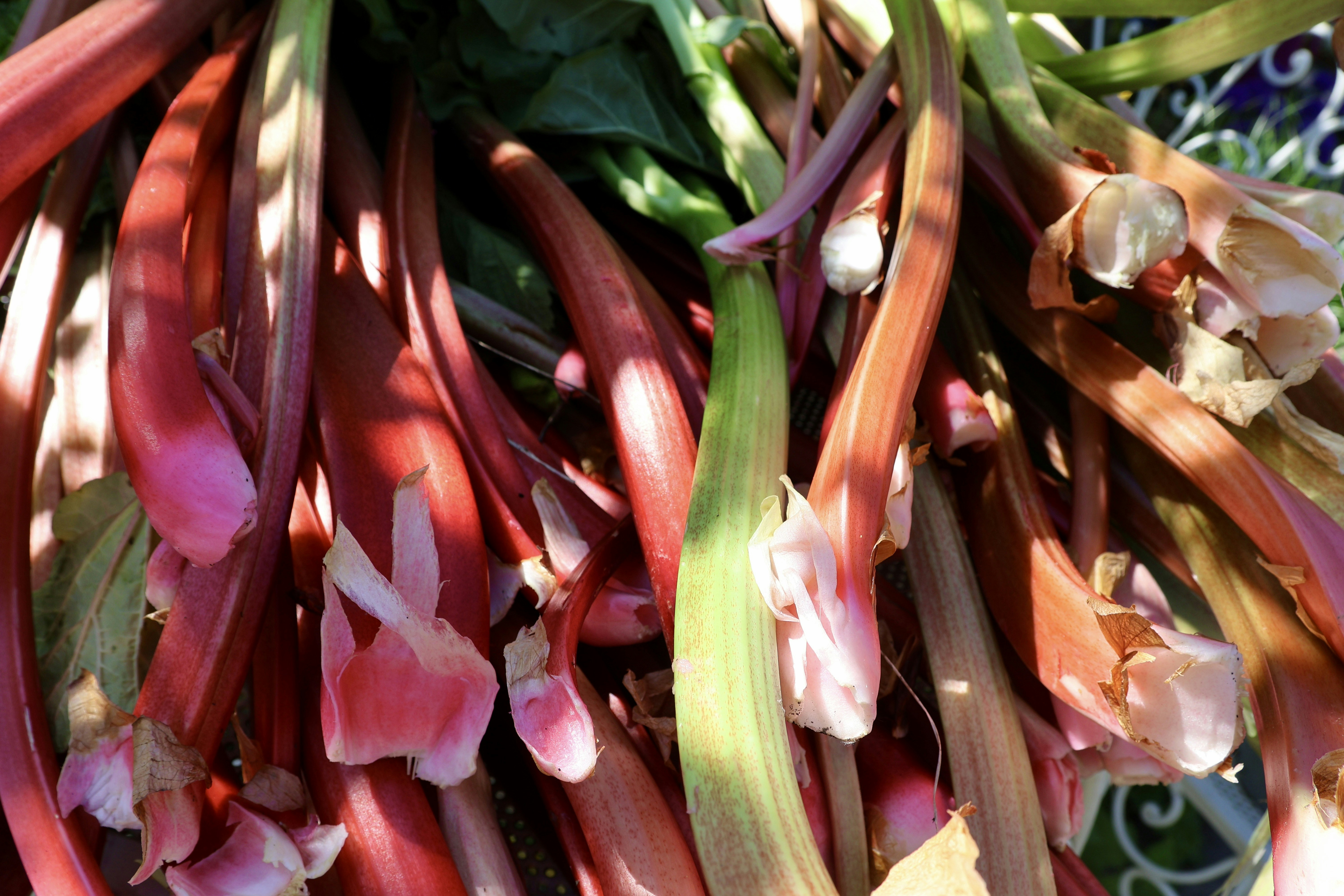 Freshly harvested red rhubarb stalks with green leaves.