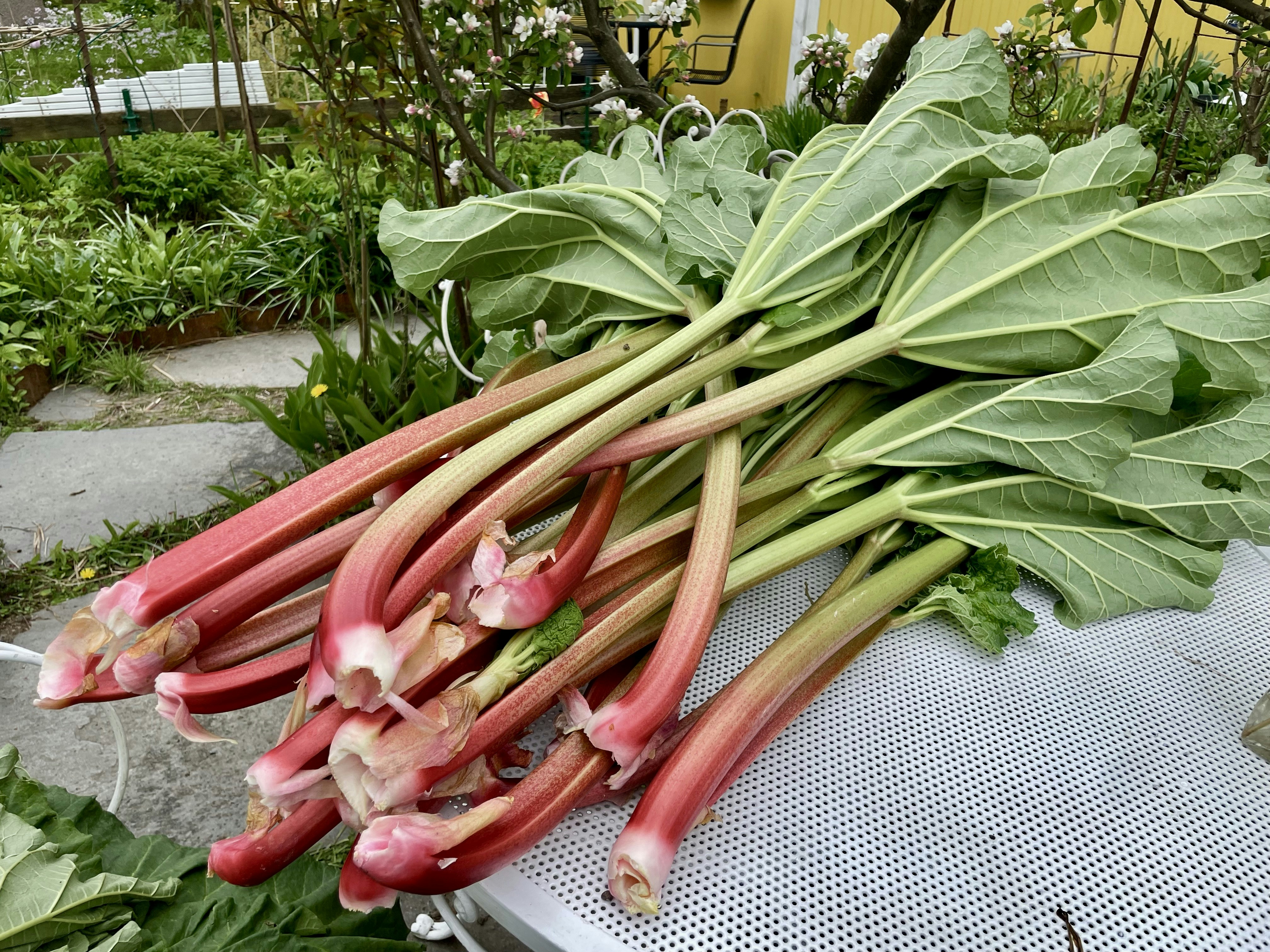 Bundle of red rhubarb stems with green leaves laid on a perforated surface in a garden setting.