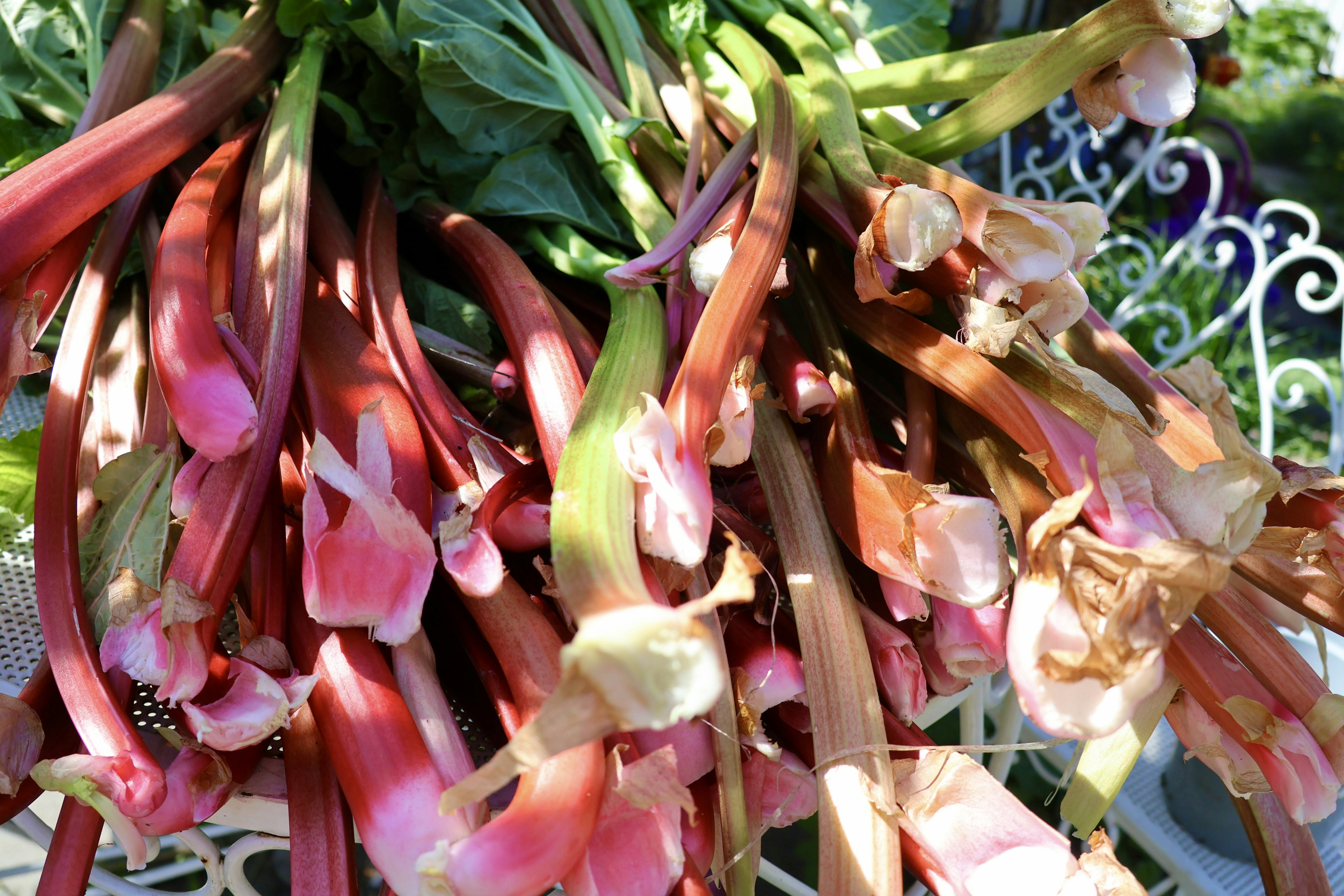 Freshly harvested red and green rhubarb stalks in a bundle.