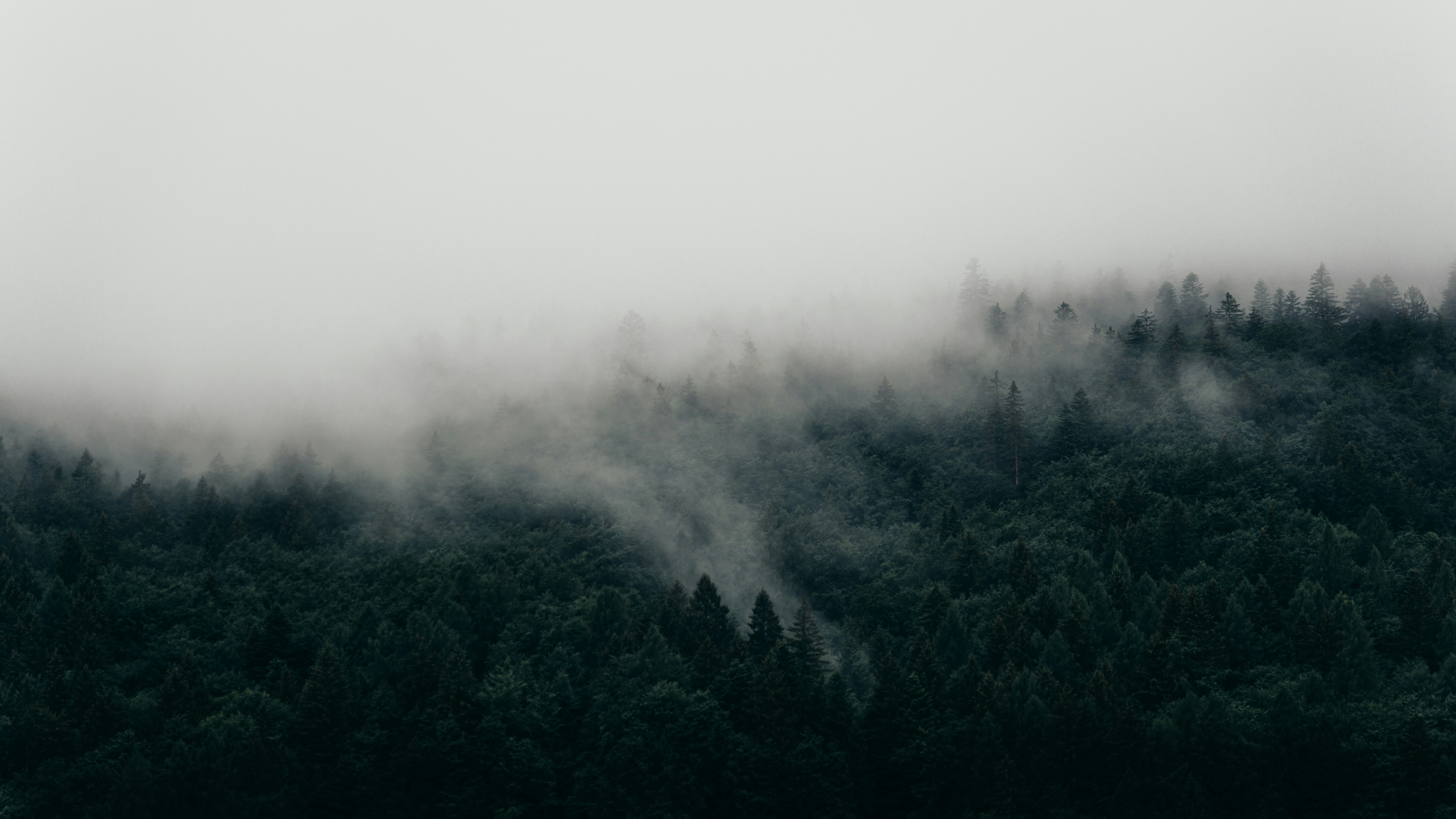 Mist-Clad Ridge: Forest Shrouded in Quiet Fog