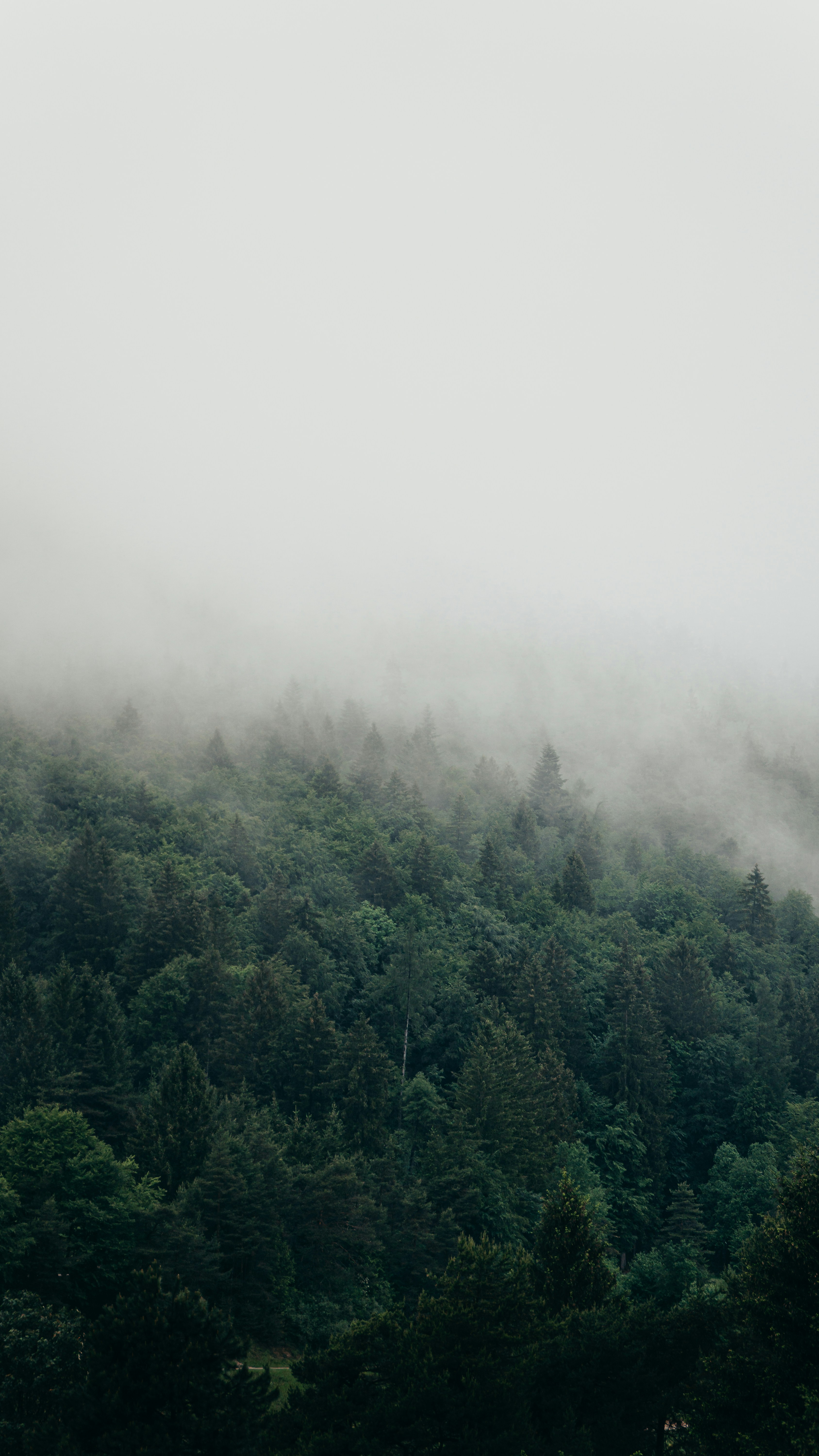 Mist Over the Pines: A Quiet Climb into Fogbound Forest
