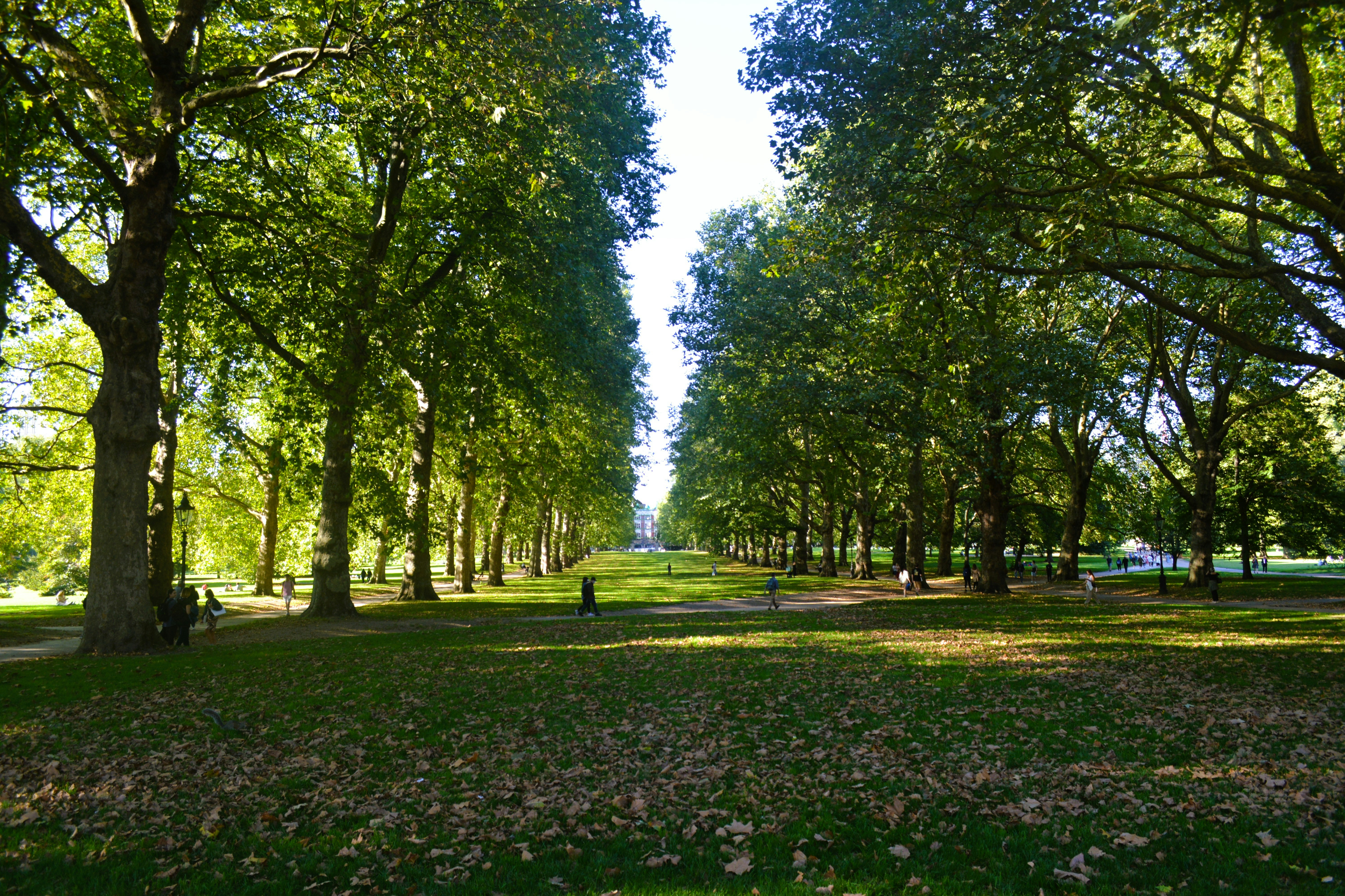 A beautiful view down a majestic, tree-lined avenue in Kensington Gardens, London. Towering mature trees frame a central green lawn, leading the eye toward the historic Kensington Palace visible in the background. Dappled afternoon sunlight filters through the dense canopy, illuminating the park paths where visitors are strolling. Scattered leaves on the grass capture the peaceful, timeless charm of this iconic Royal Park during a bright late-summer or early-autumn afternoon.