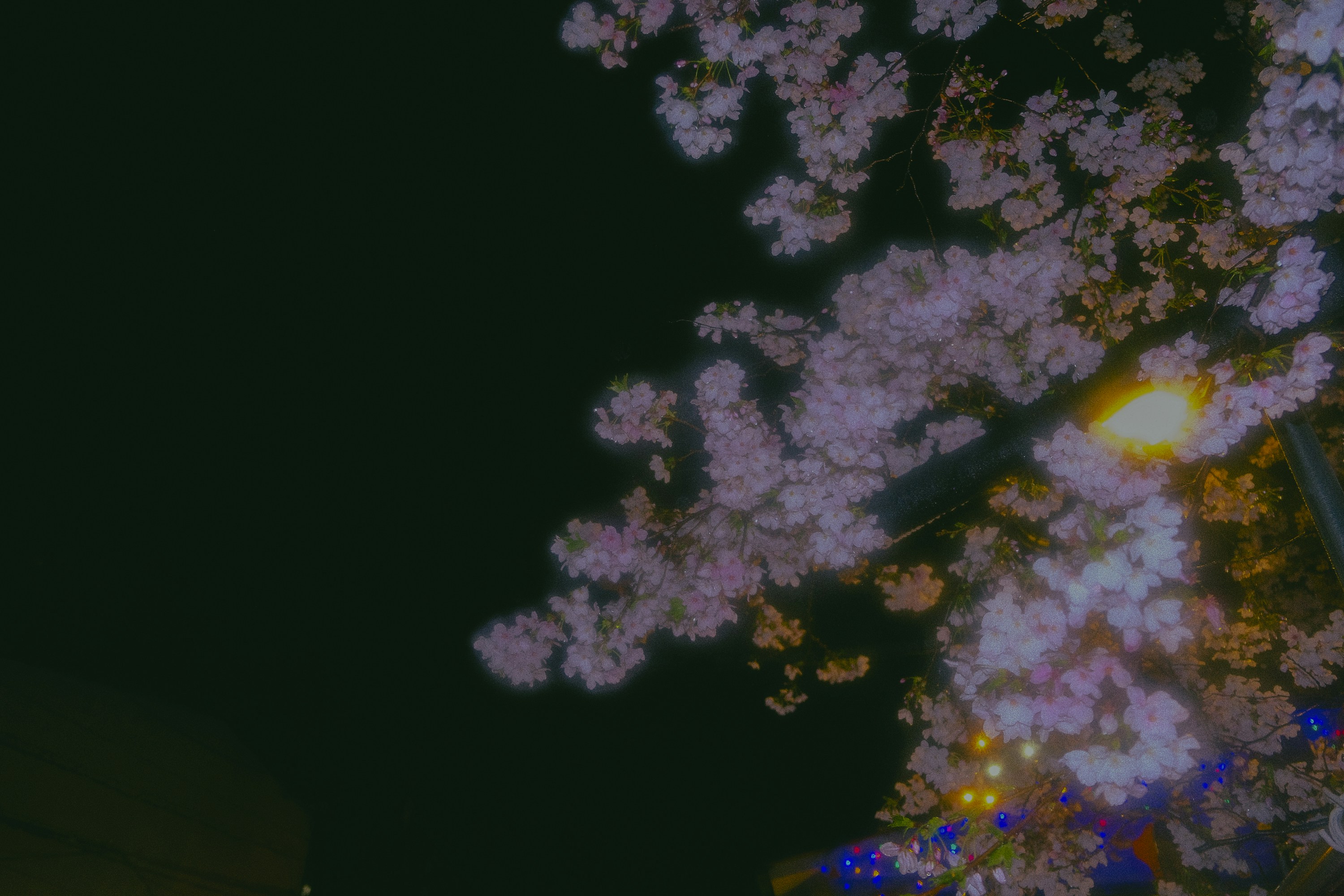 Cherry blossoms glow beneath a dark night sky with street lights, capturing a candid urban-night floral display.