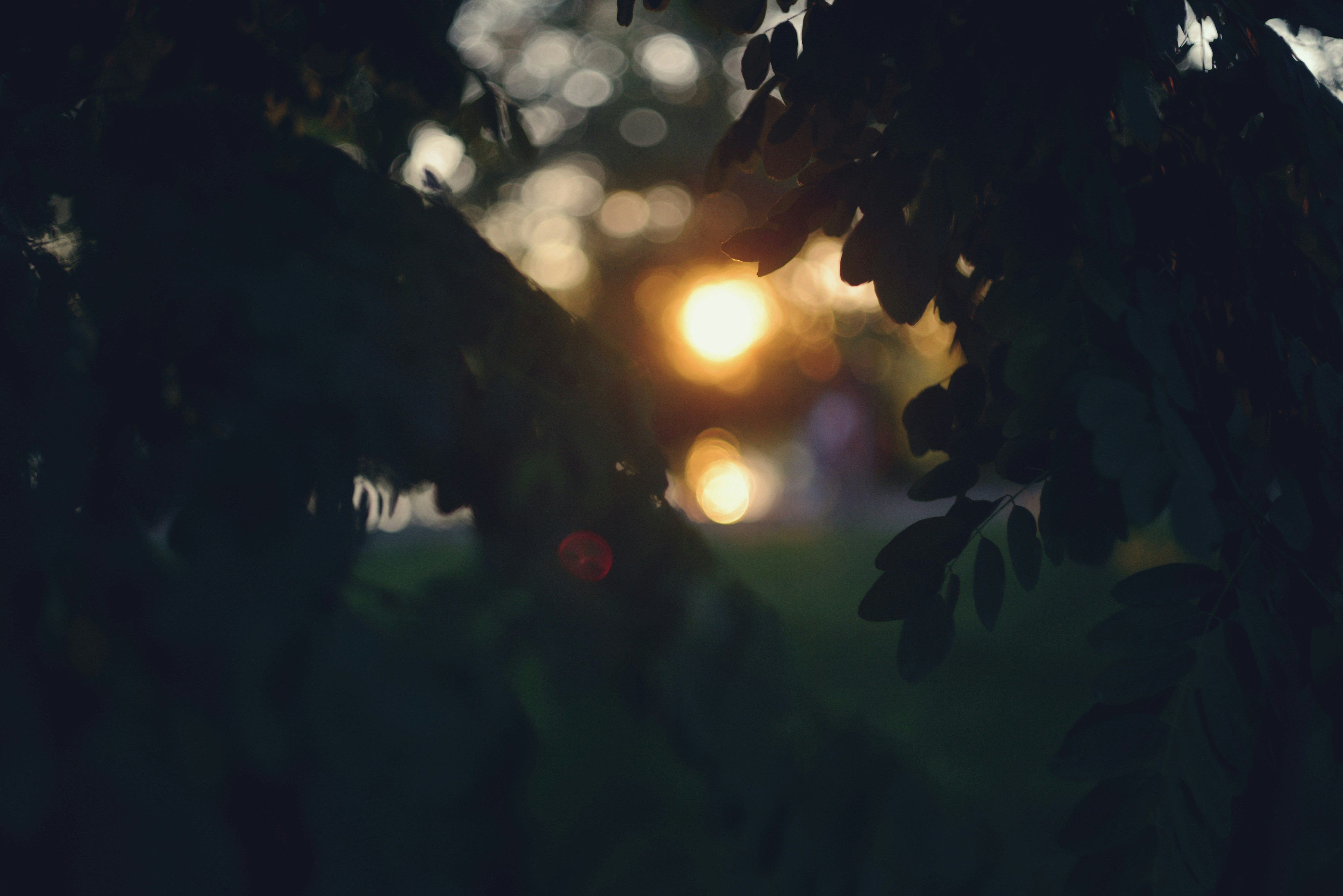 Sunset Veil Through Paralyzed Foliage