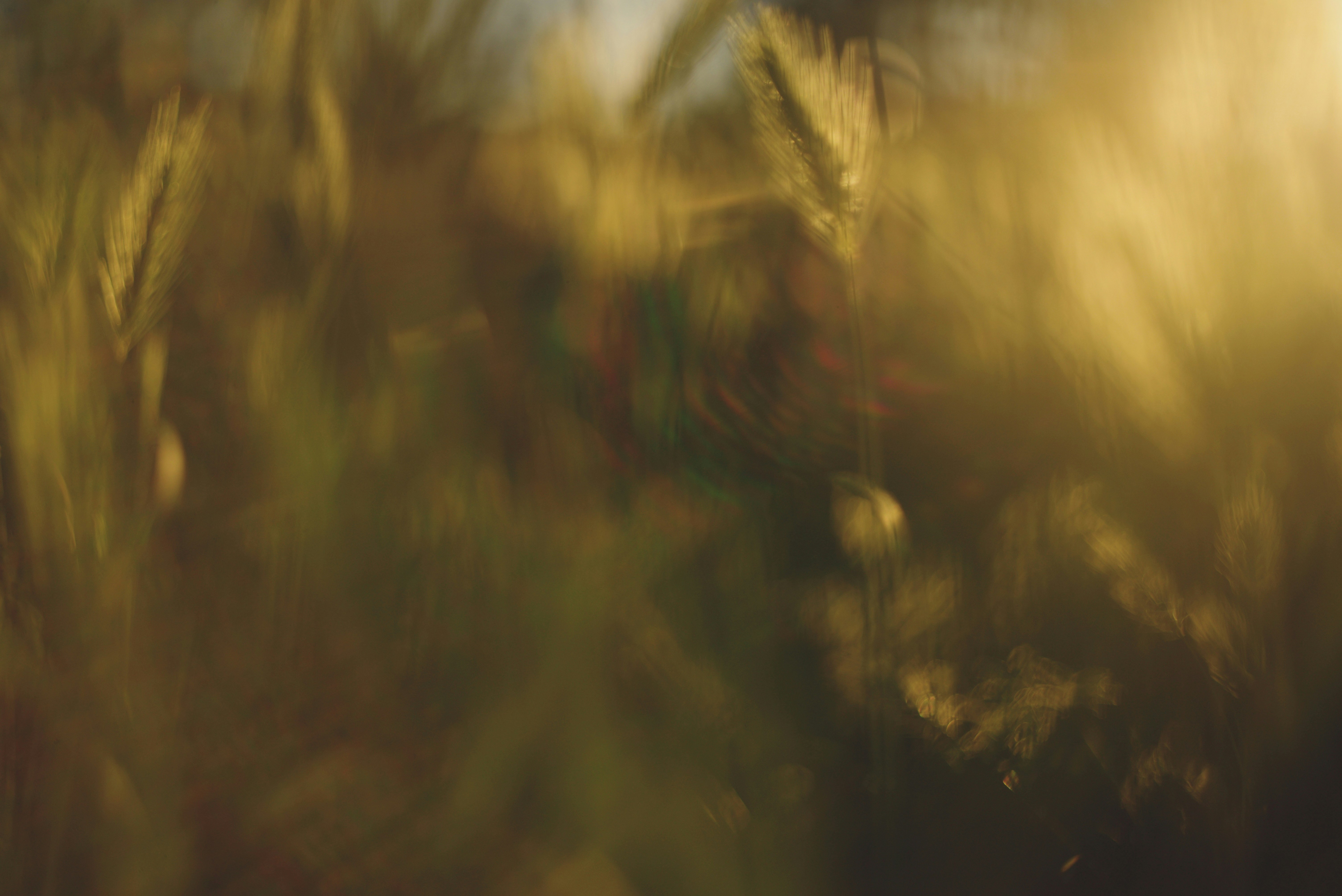 Golden Ripples: Backlit Grasses in Soft Focus