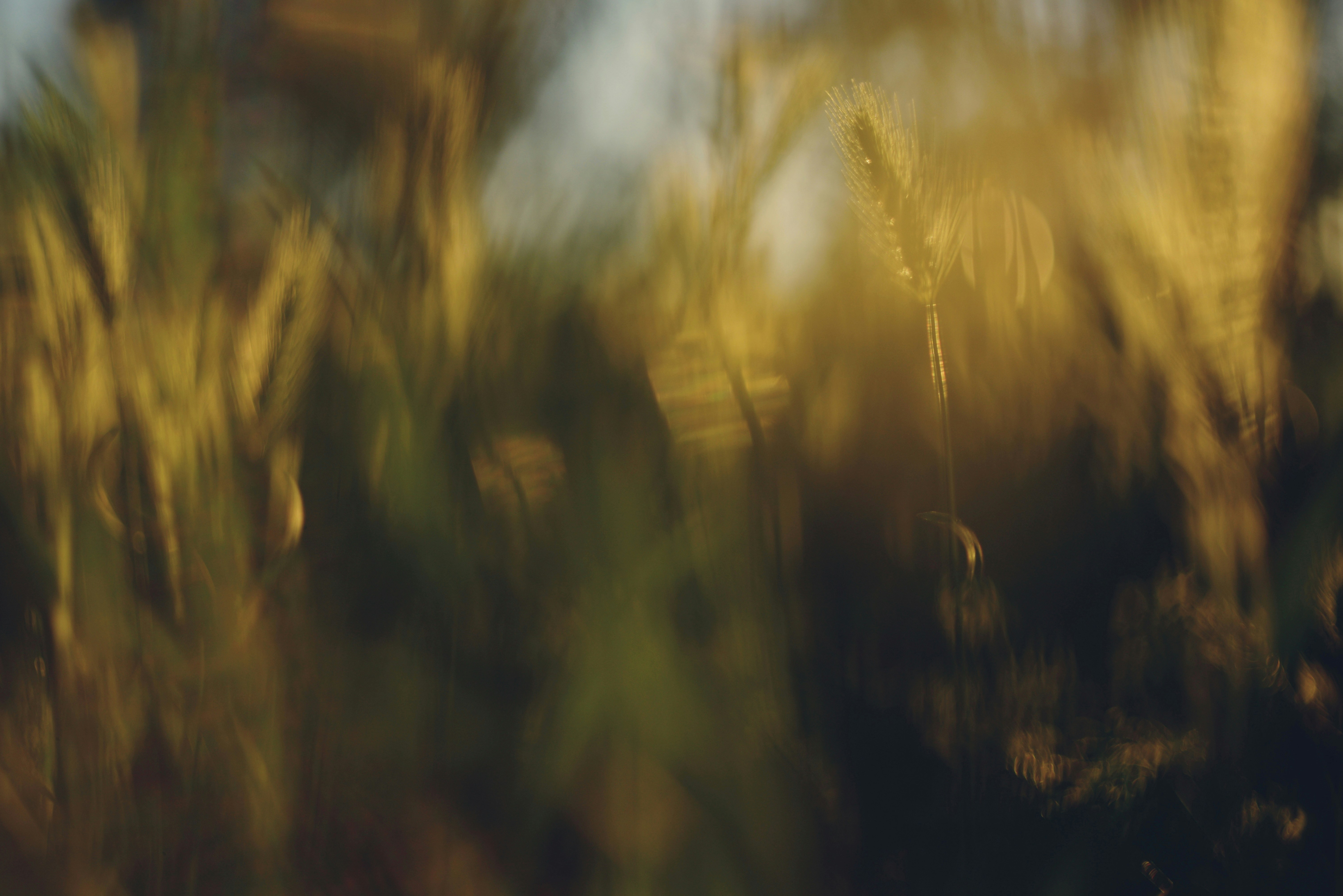 Golden Blur: Fields of Light in Soft Focus