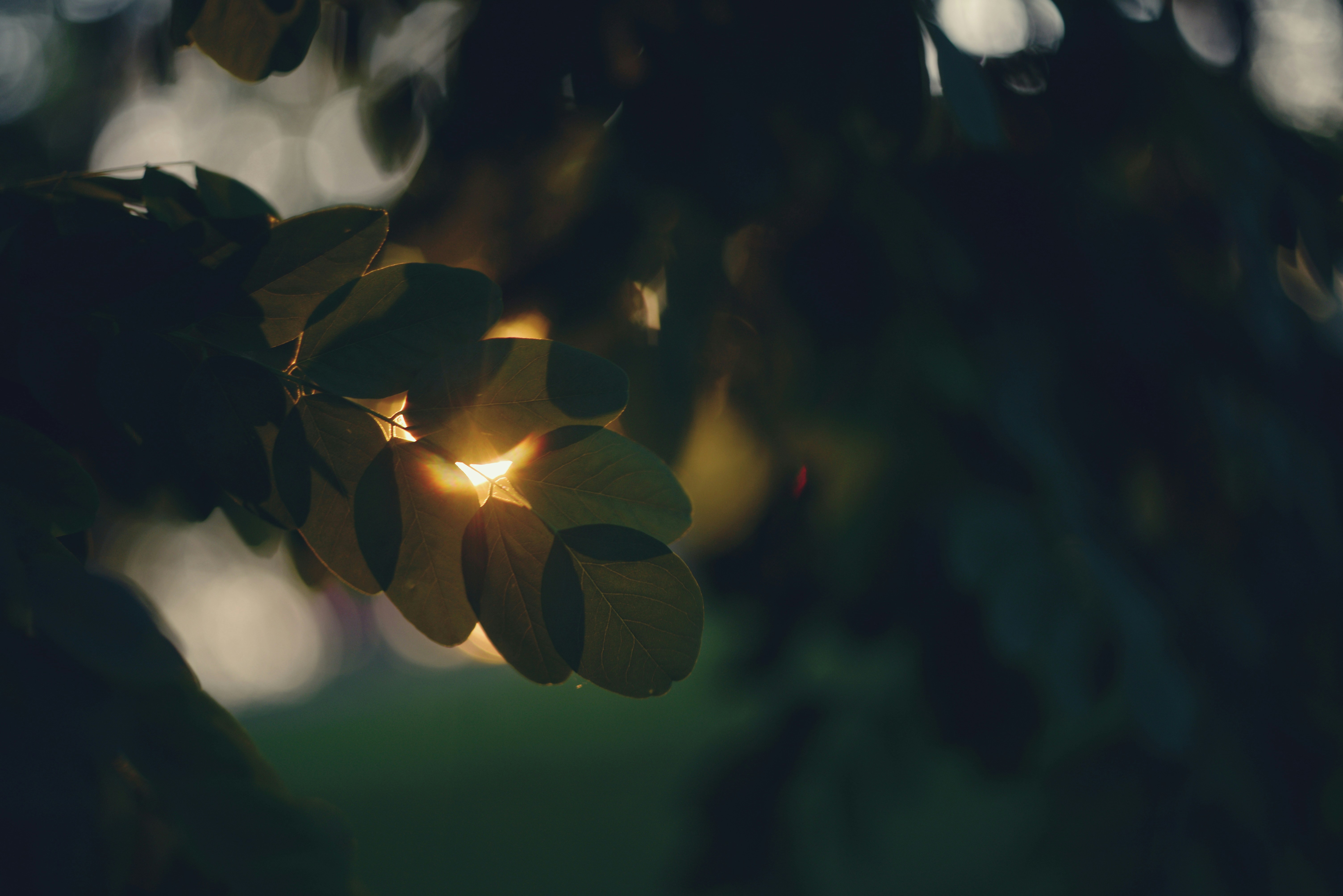 Sunlit Leaflet: a quiet glow through foliage