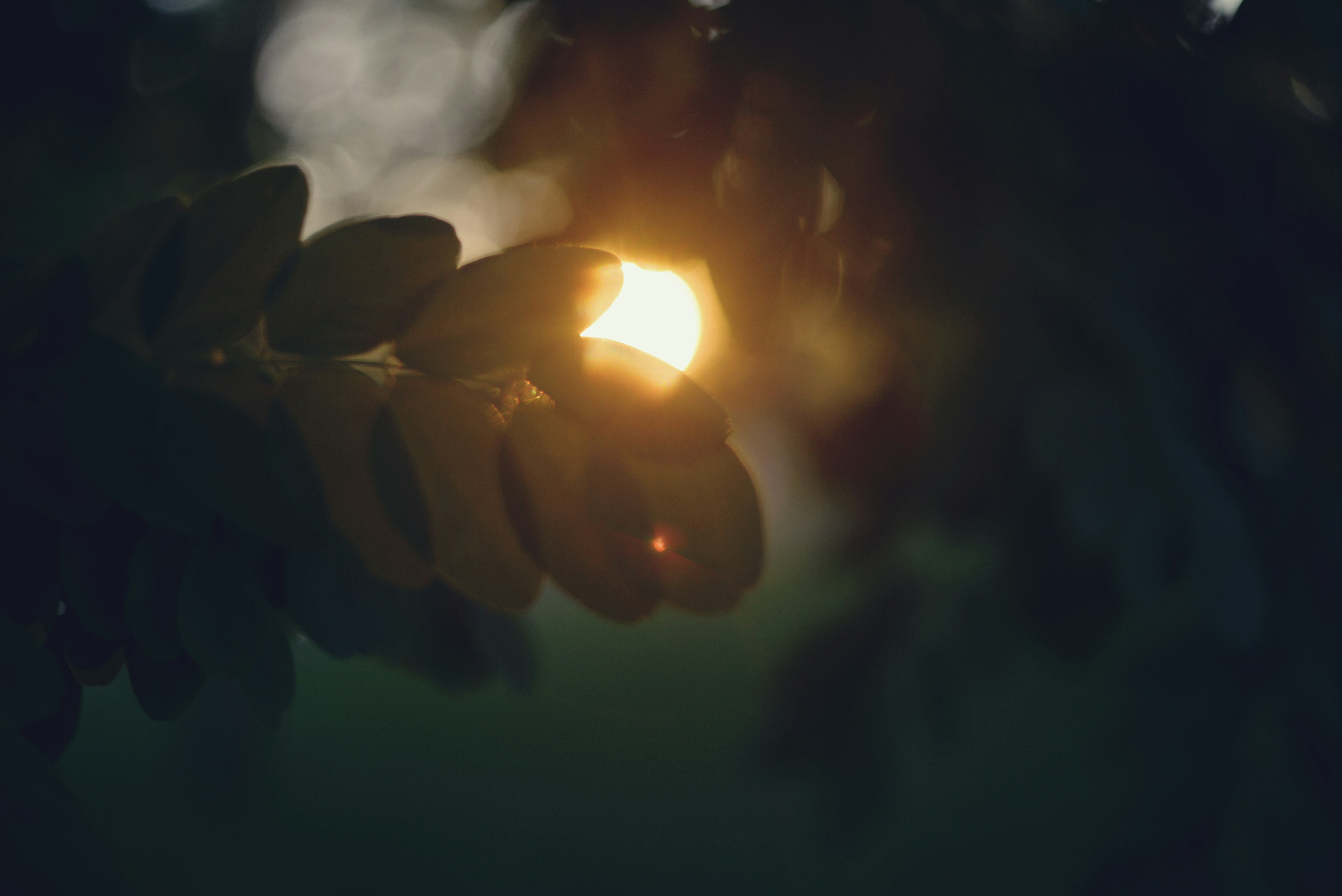 Sunlit Leaf Fragments: A Quiet Moment in Dusk