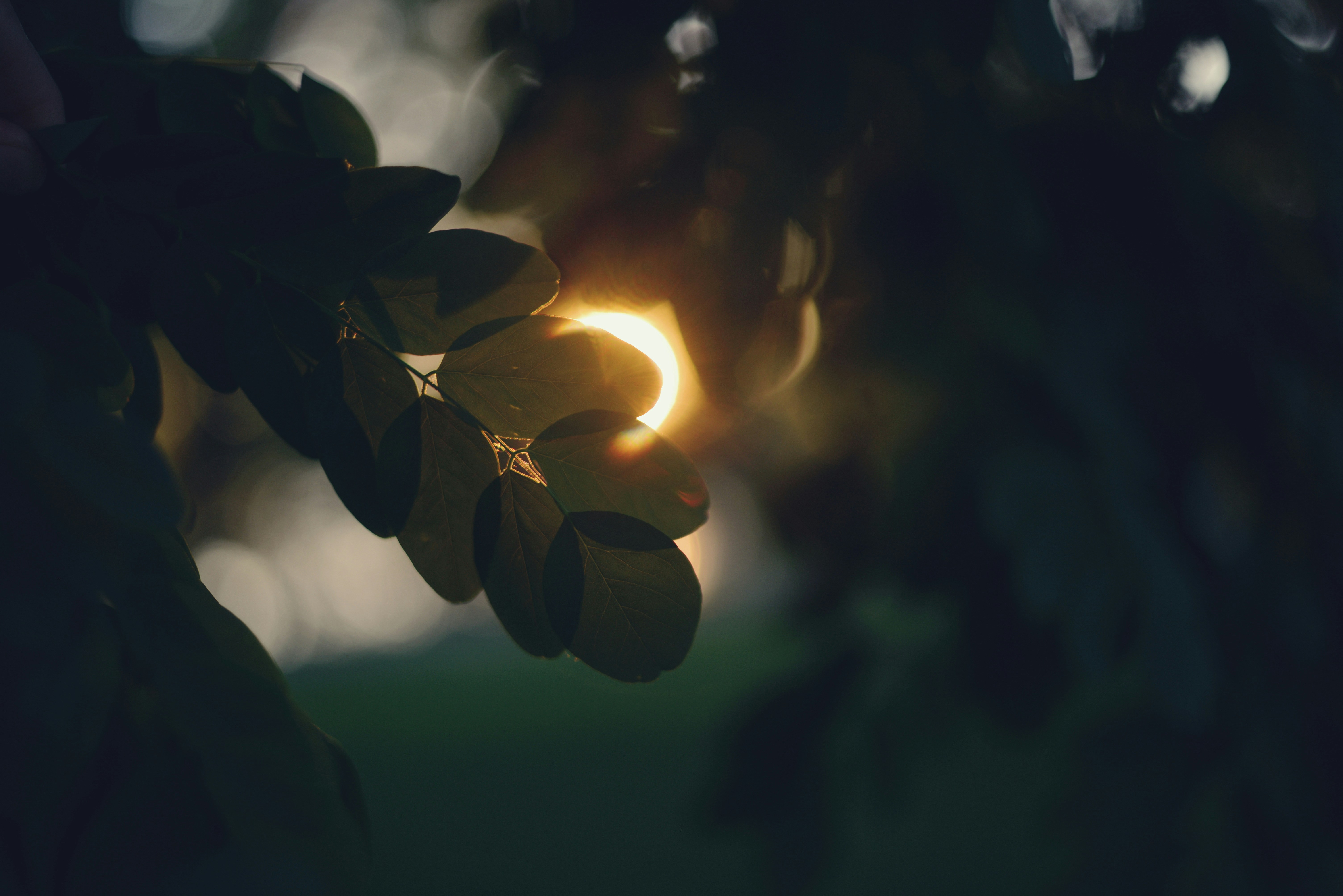 Sunset Veil Through Leaves