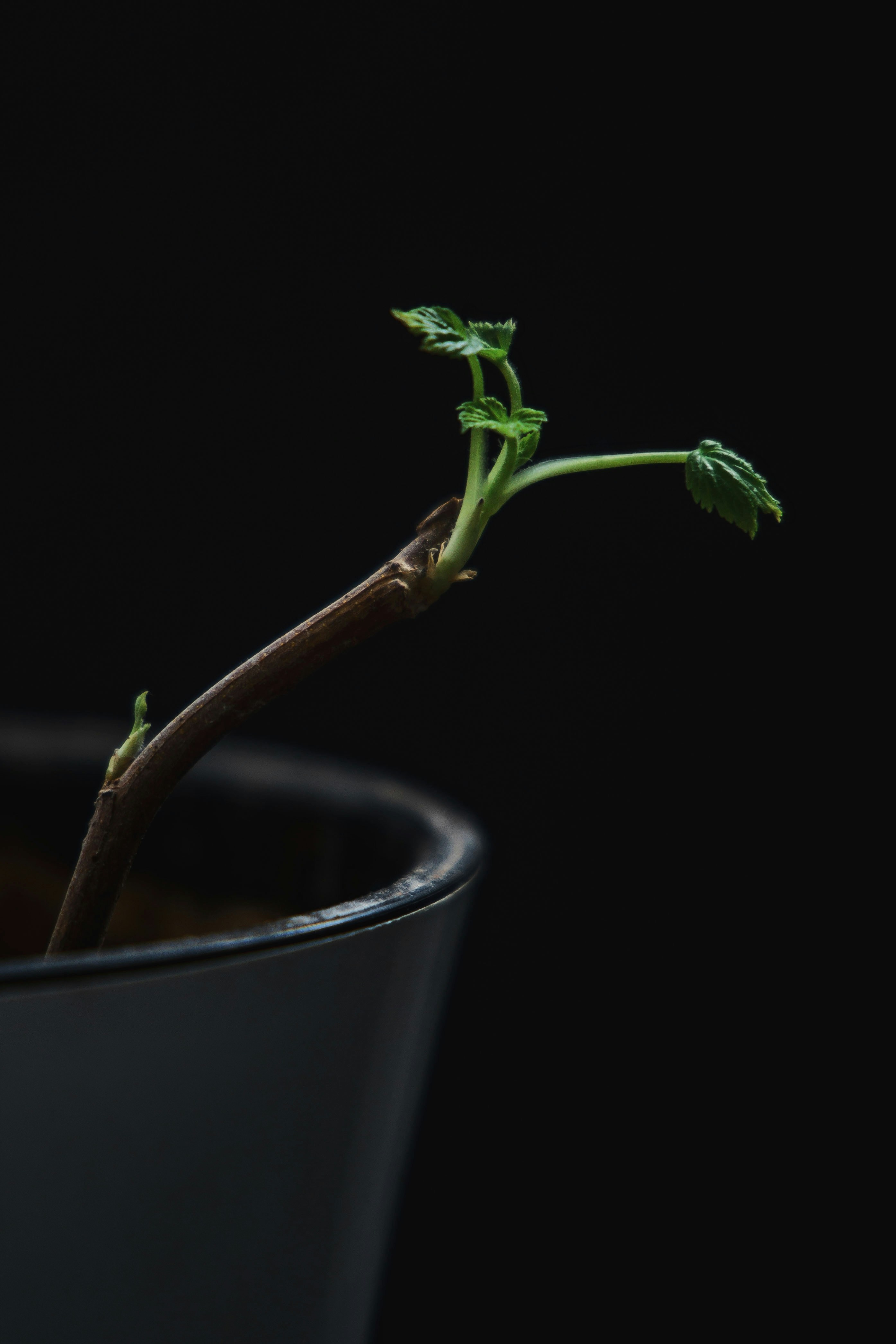 New Growth Rising from a Dark Pot
