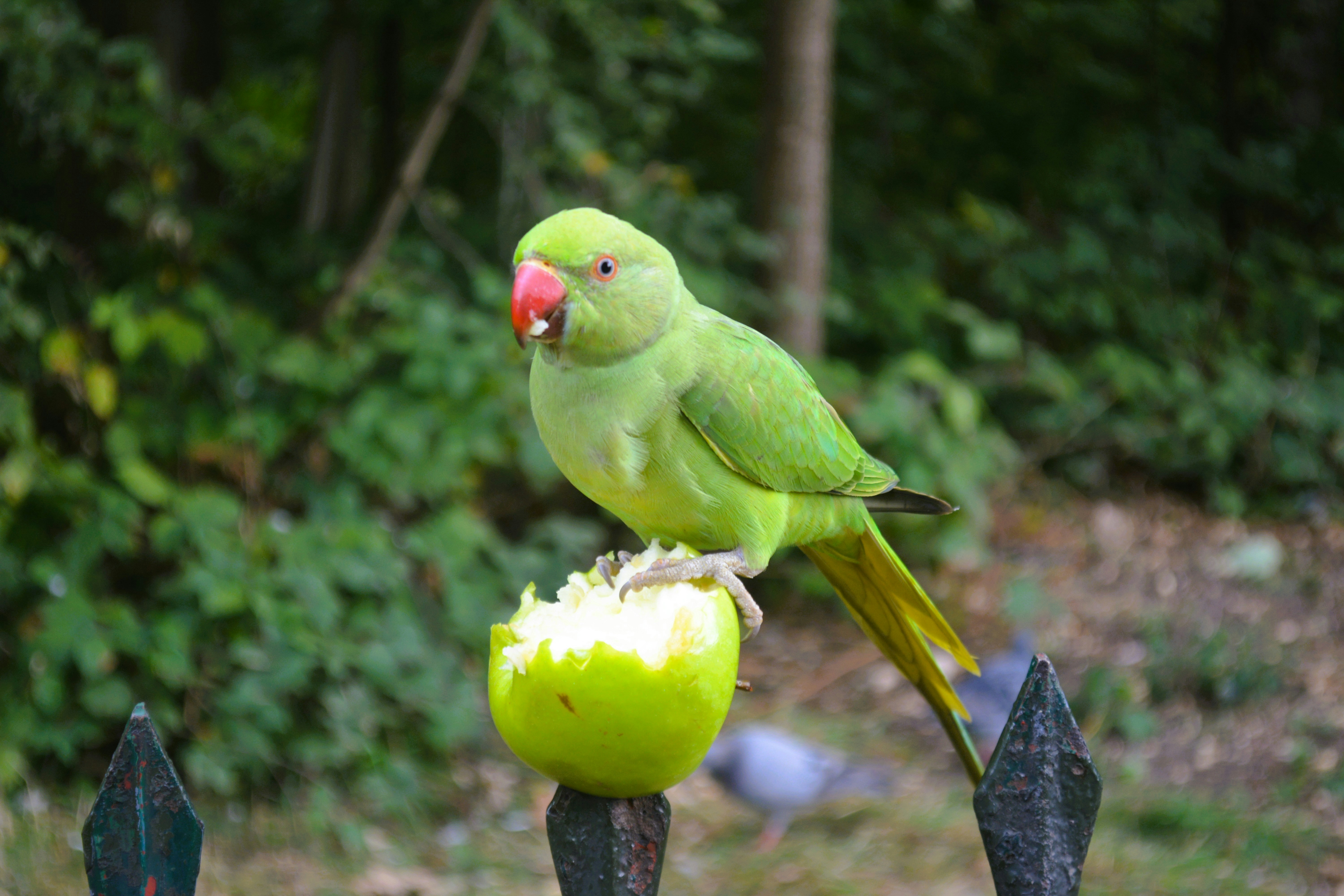 A vibrant close-up of a feral rose-ringed parakeet (ring-necked parakeet) perched on a dark metal fence spike in a London park. The bright green exotic bird is captured mid-meal, balanced perfectly over a large, partially eaten green apple. Its sharp orange beak and distinctive eyes stand out beautifully against the blurred background of lush green park foliage and a distant wood pigeon. This striking shot highlights the fascinating adaptation of urban wildlife and the playful, colourful nature of London's famous parakeet population.