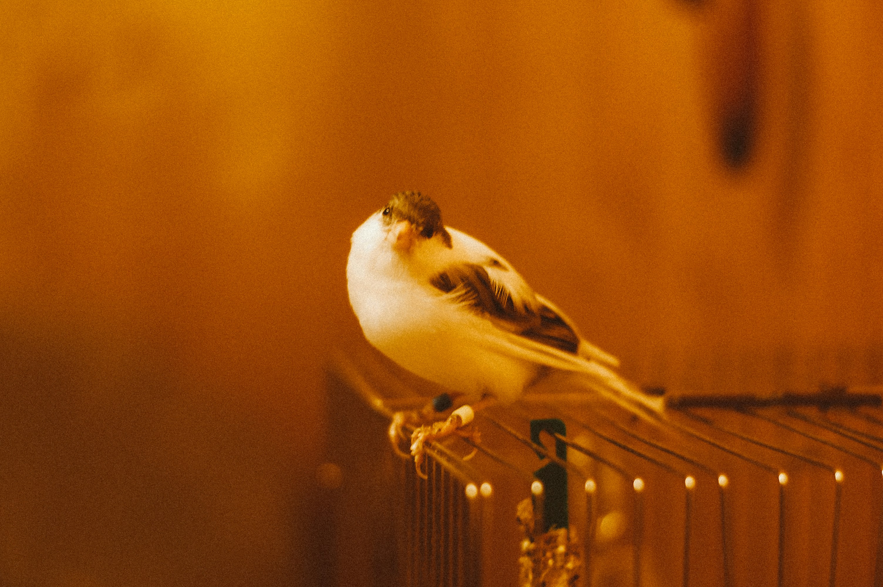 Miniature Songbird Perched on a Warm-Glow Cage