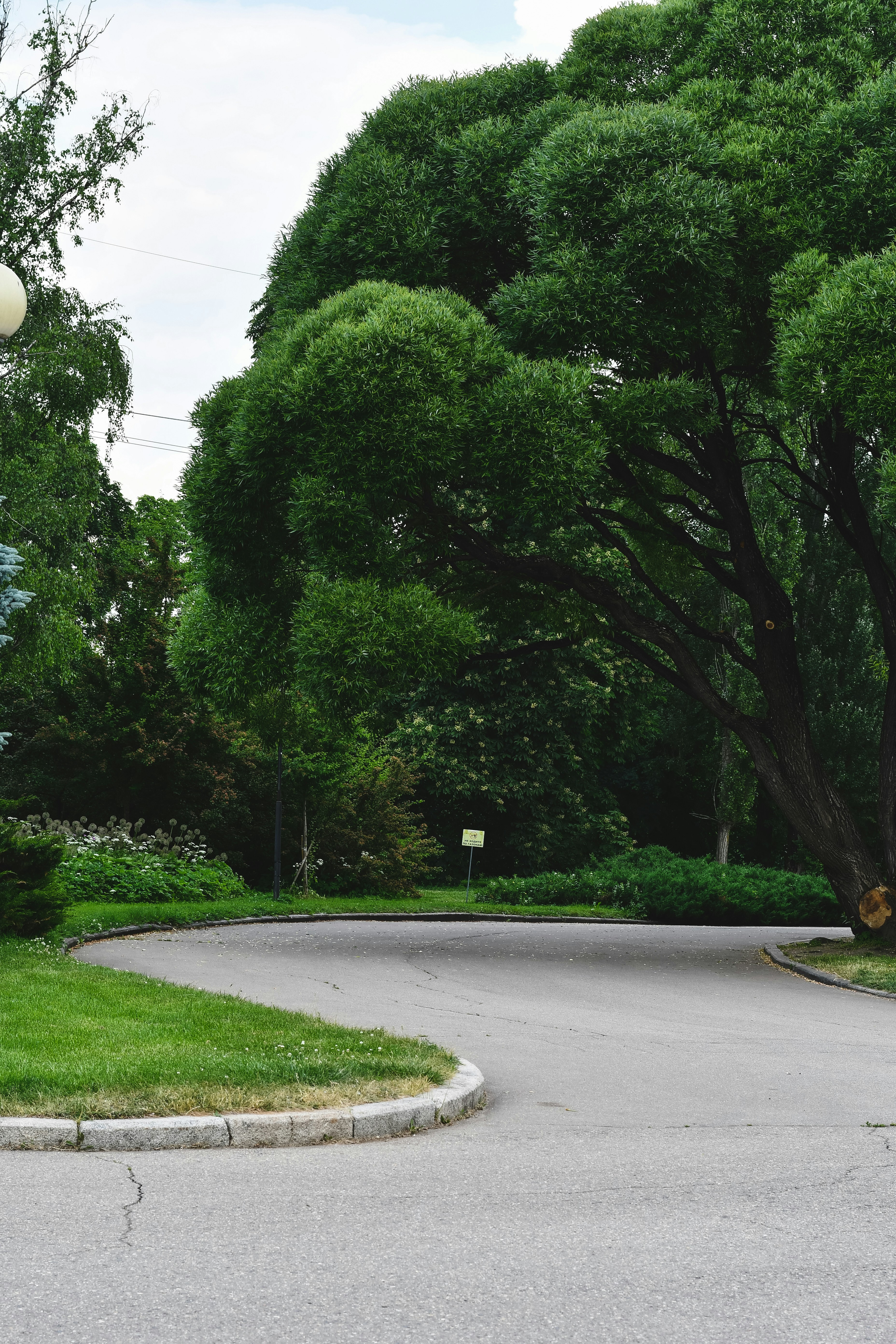Curved Park Road Beneath a Canopy of Green Giants