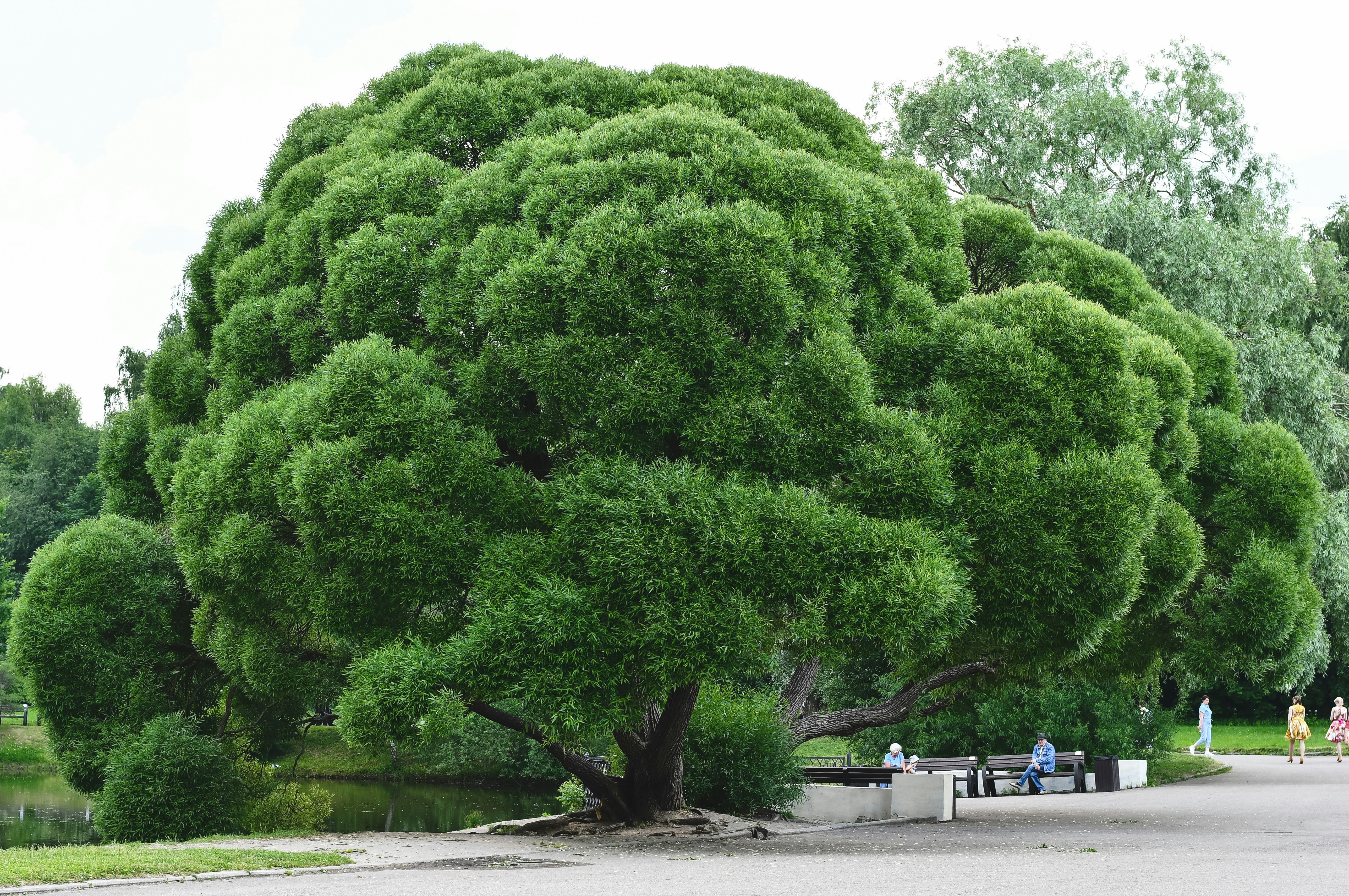 A broad, sculpted green tree dominates a park scene with a paved path and people in the background; the composition centers the canopy as the visual anchor. This is a photograph of a real tree in a public park.