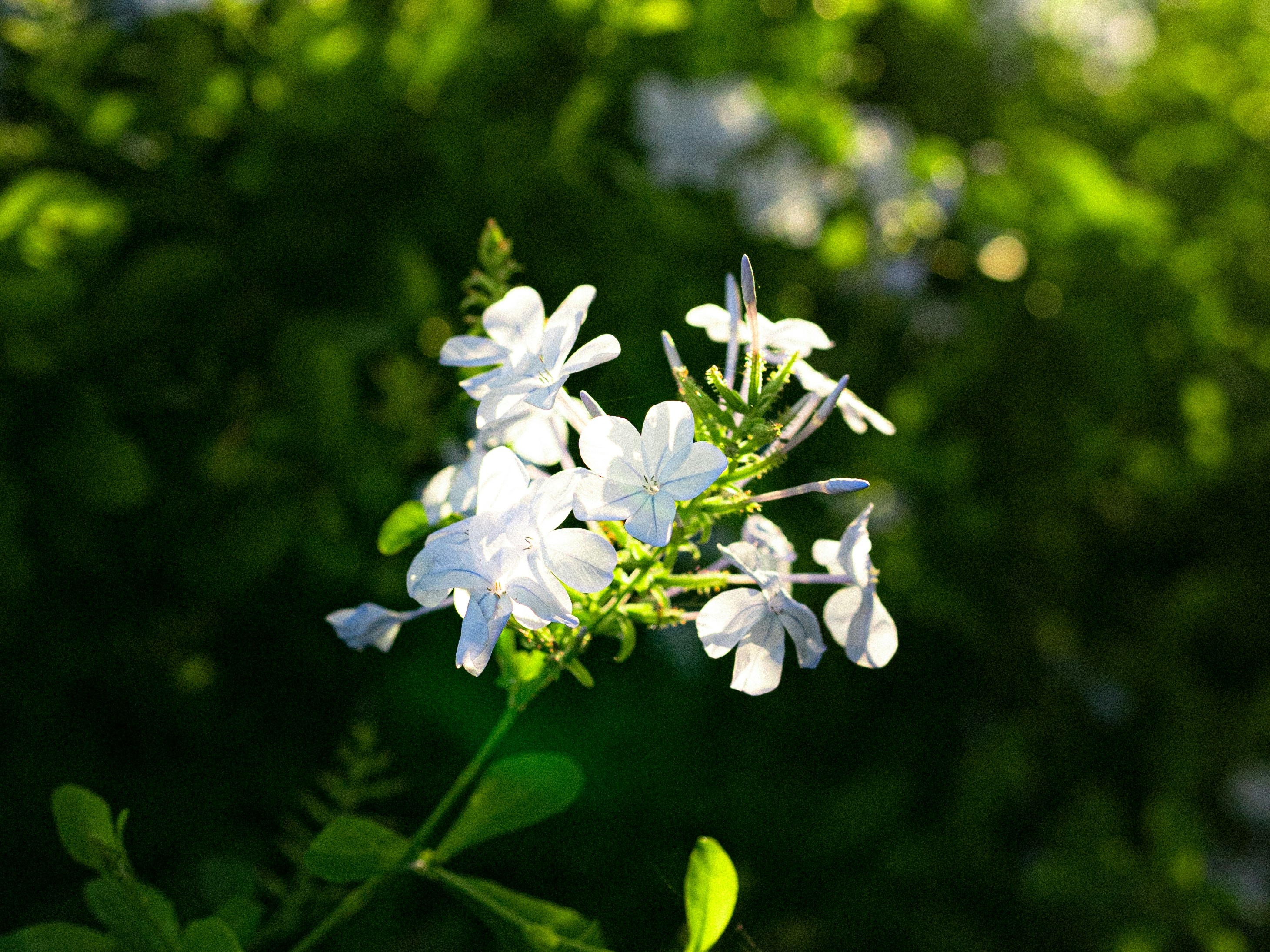 Petals in Focus: A sunlit bloom against a blurred green backdrop