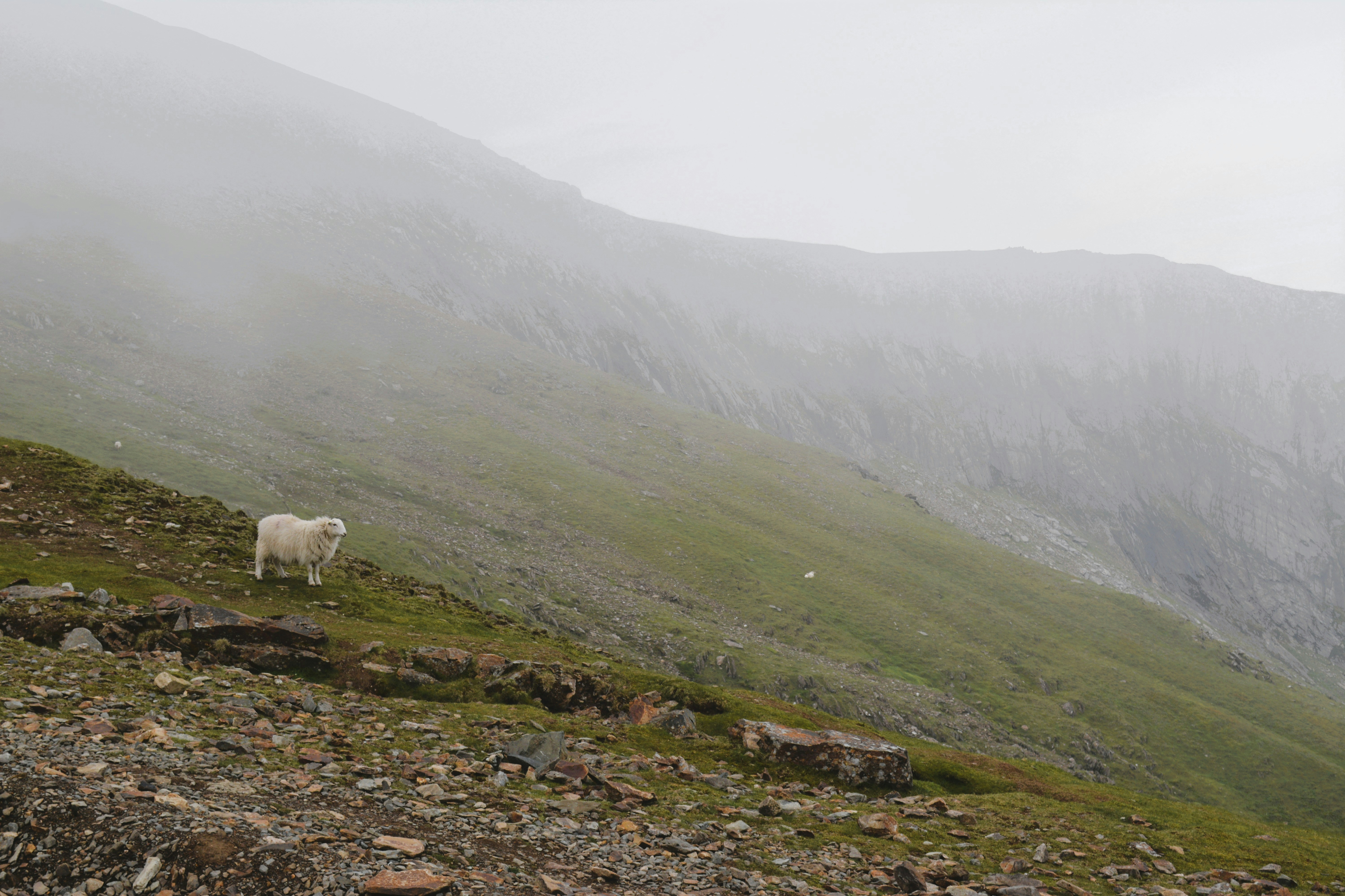 A striking, atmospheric view from the slopes of Yr Wyddfa (Mount Snowdon) in Eryri (Snowdonia) National Park, Wales. A solitary Welsh mountain sheep stands on a rocky, grassy incline in the foreground, looking out across the vast landscape. The steep mountain ridges in the background are heavily shrouded in a thick blanket of low-hanging mist and fog, creating a powerful sense of isolation and quiet mystery. This image beautifully captures the rugged, raw weather conditions and wild alpine beauty typical of the highest peak in Wales.