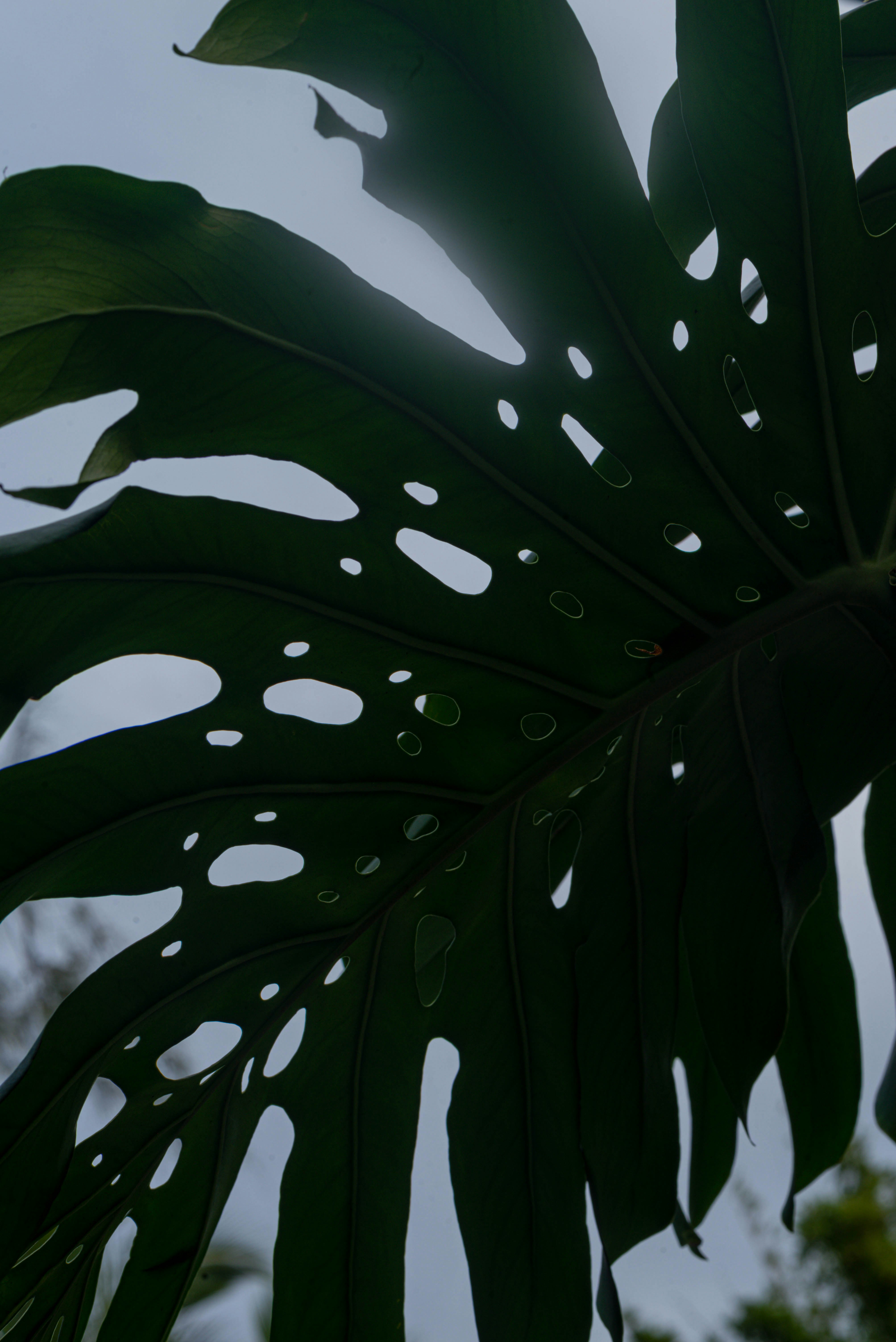 Backlit Monstera: Dark Green Holes Against Sky