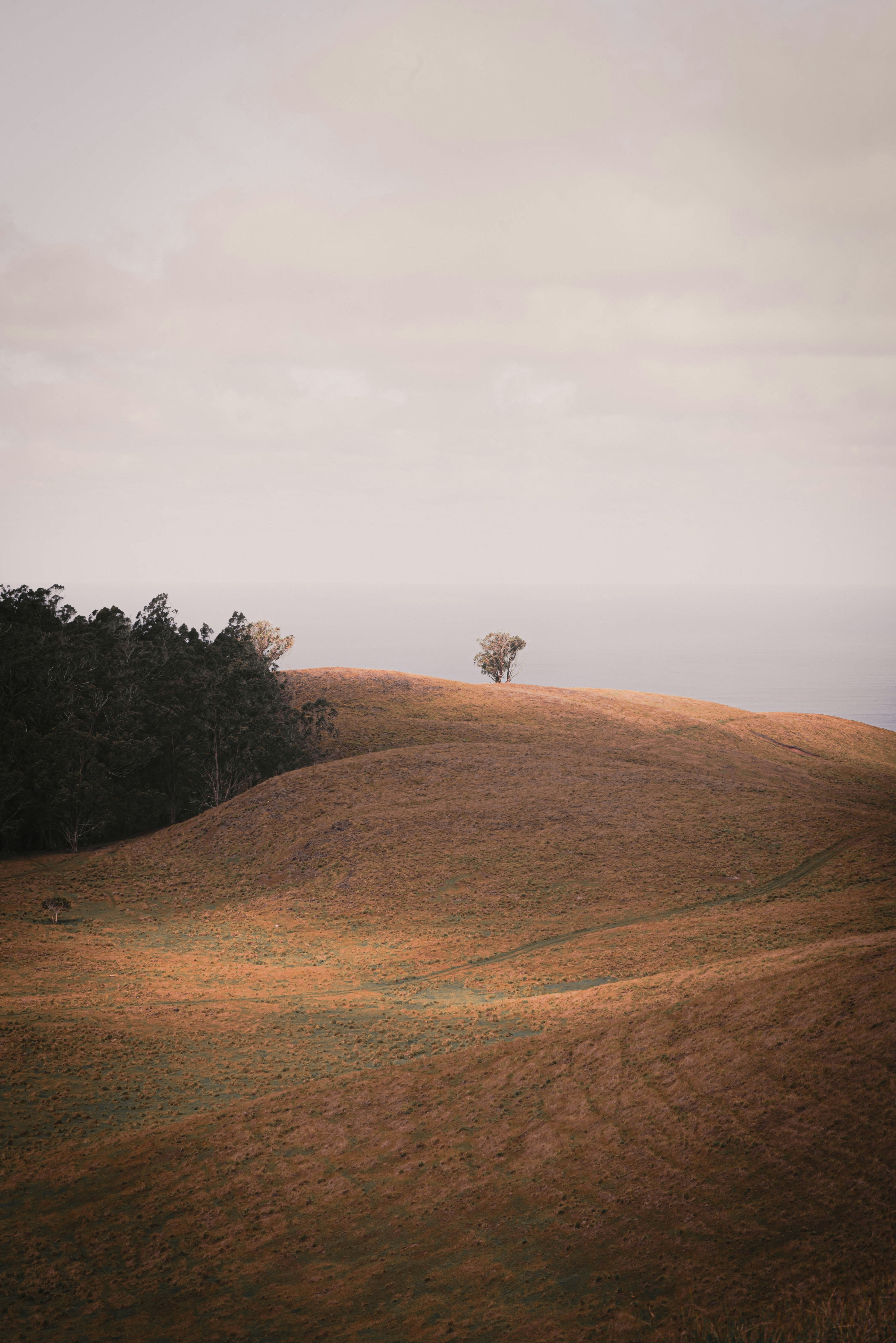 A Lone Tree on a rolling hillside Near the Sea