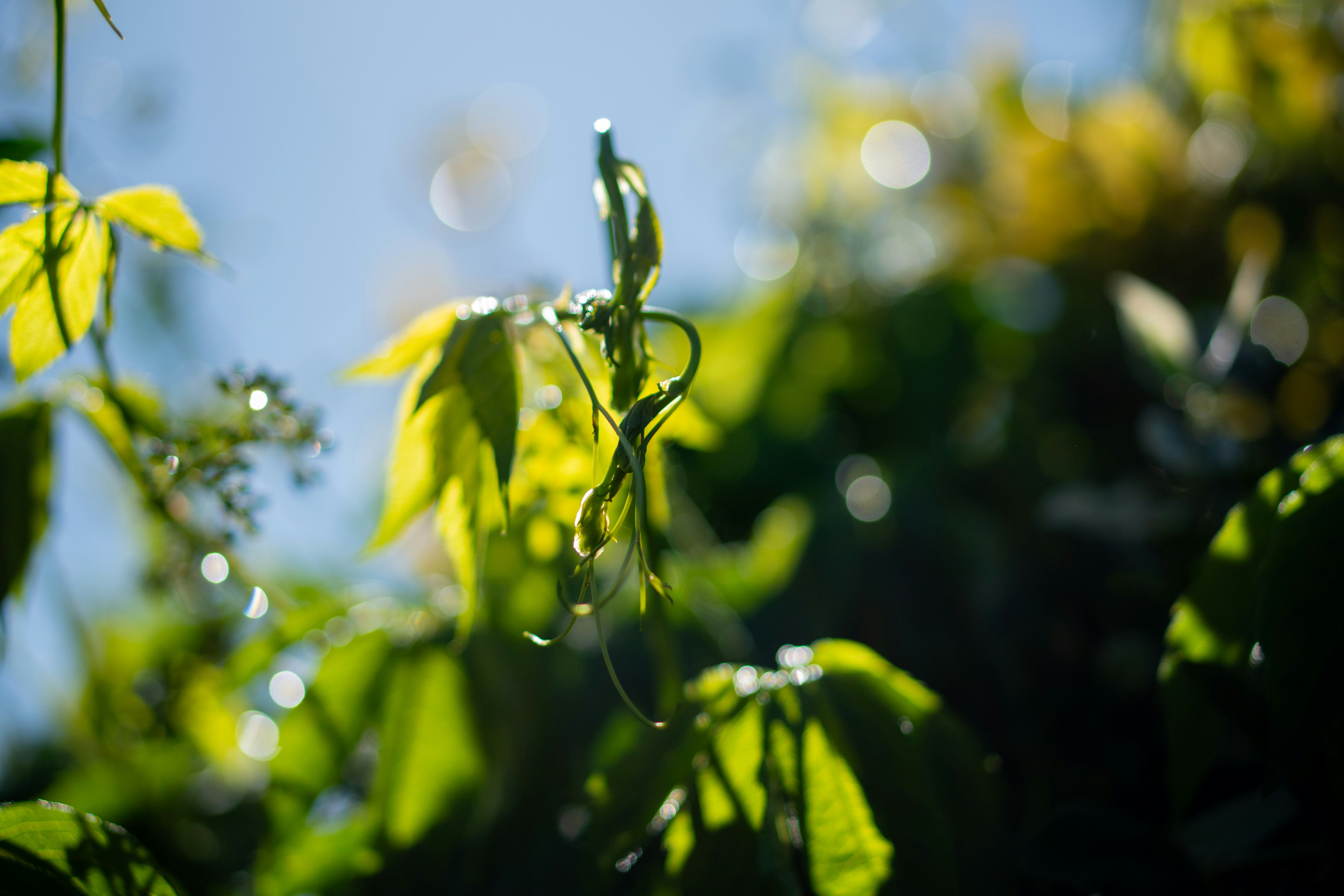 Sunlit vine tendril curling upward amid bright green leaves, with bokeh in the background highlighting a shallow depth of field.