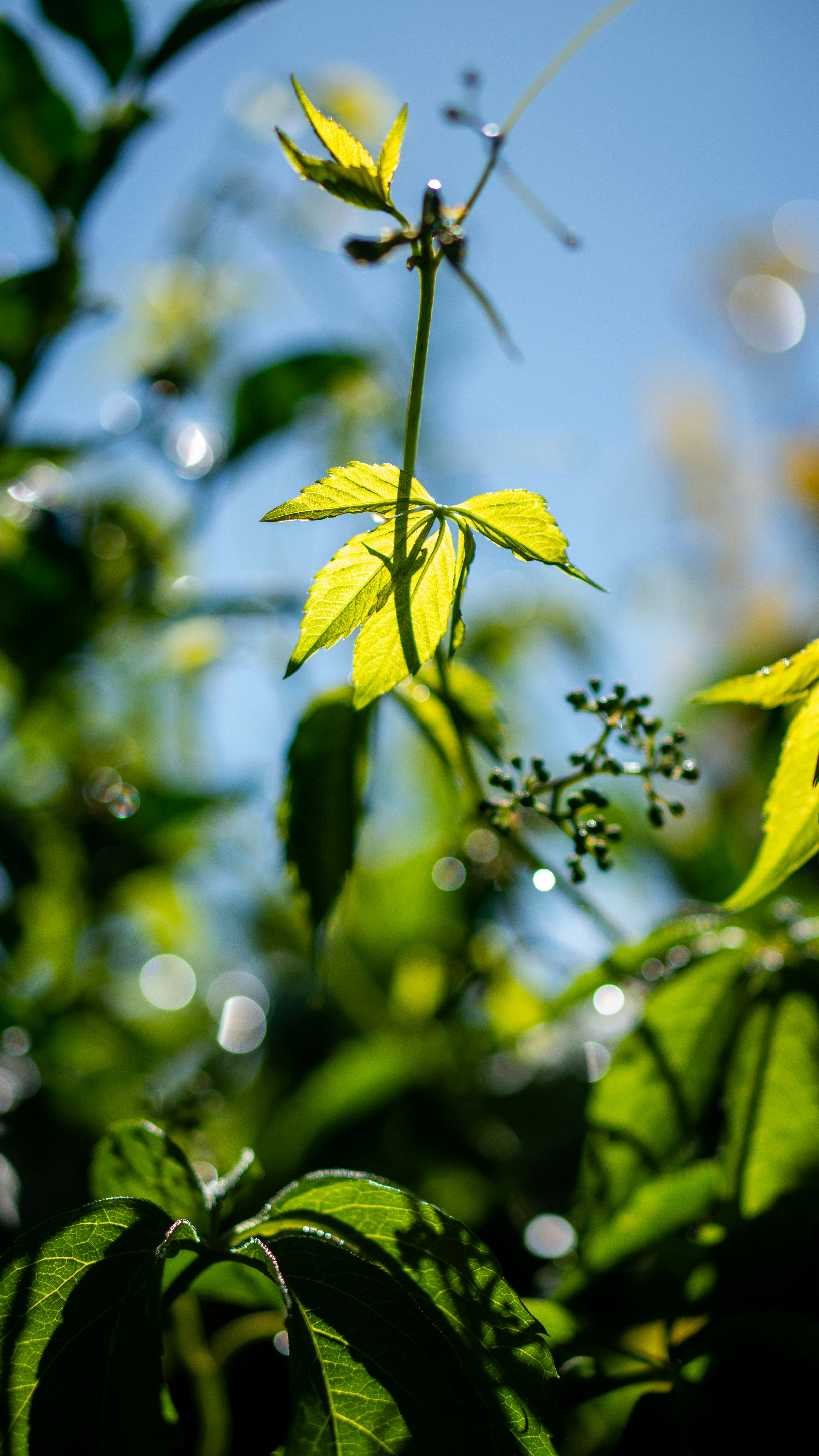 Sunlit green leaves rise toward a bright blue sky, with bokeh highlights and foreground foliage. A natural plant portrait without people, captured as a nature still.