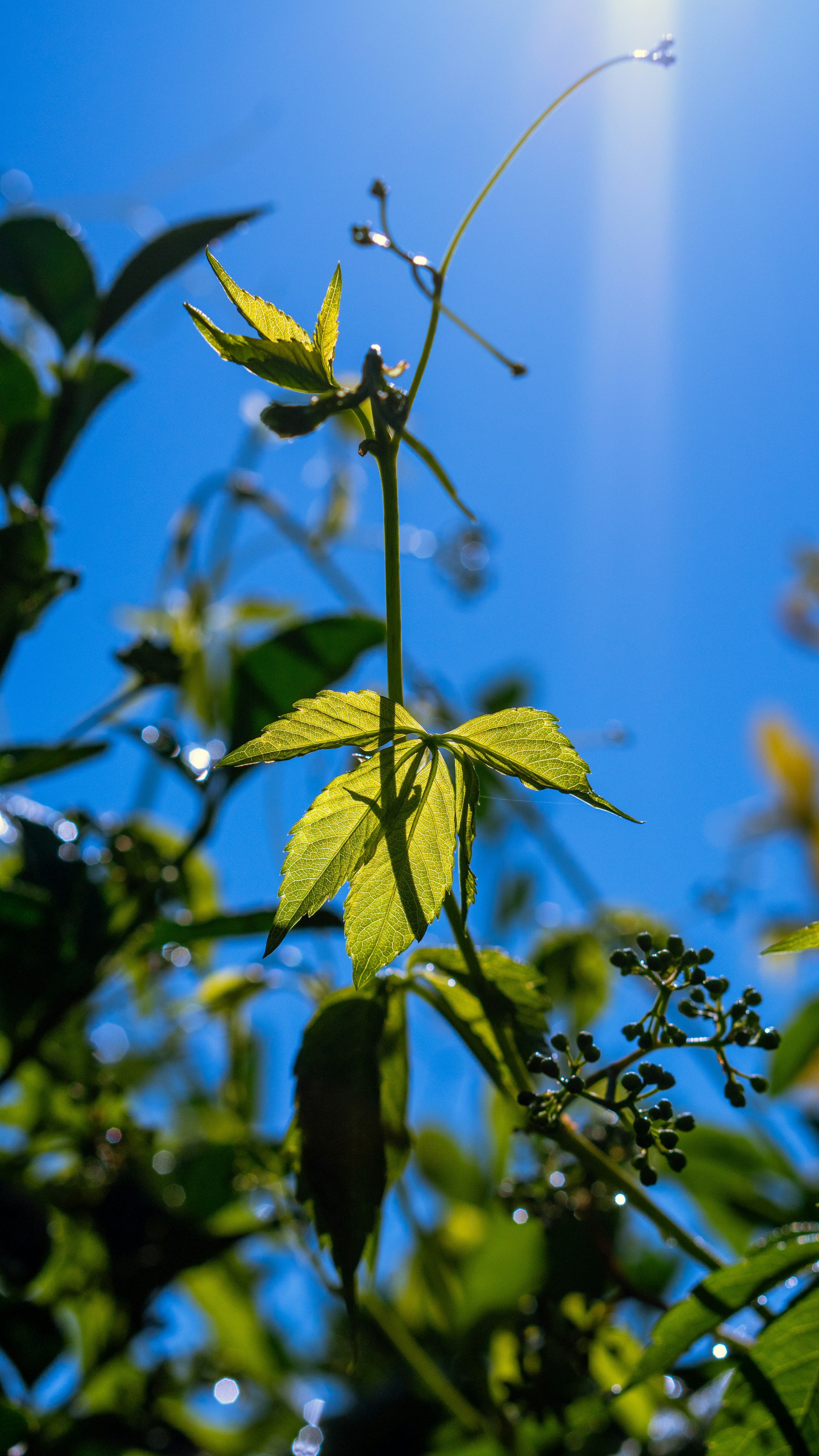 Sunlit vine leaves reach toward a bright blue sky, with a shallow depth of field softly blurring the background and foreground. A natural plant close-up shot, highlighting texture and color.