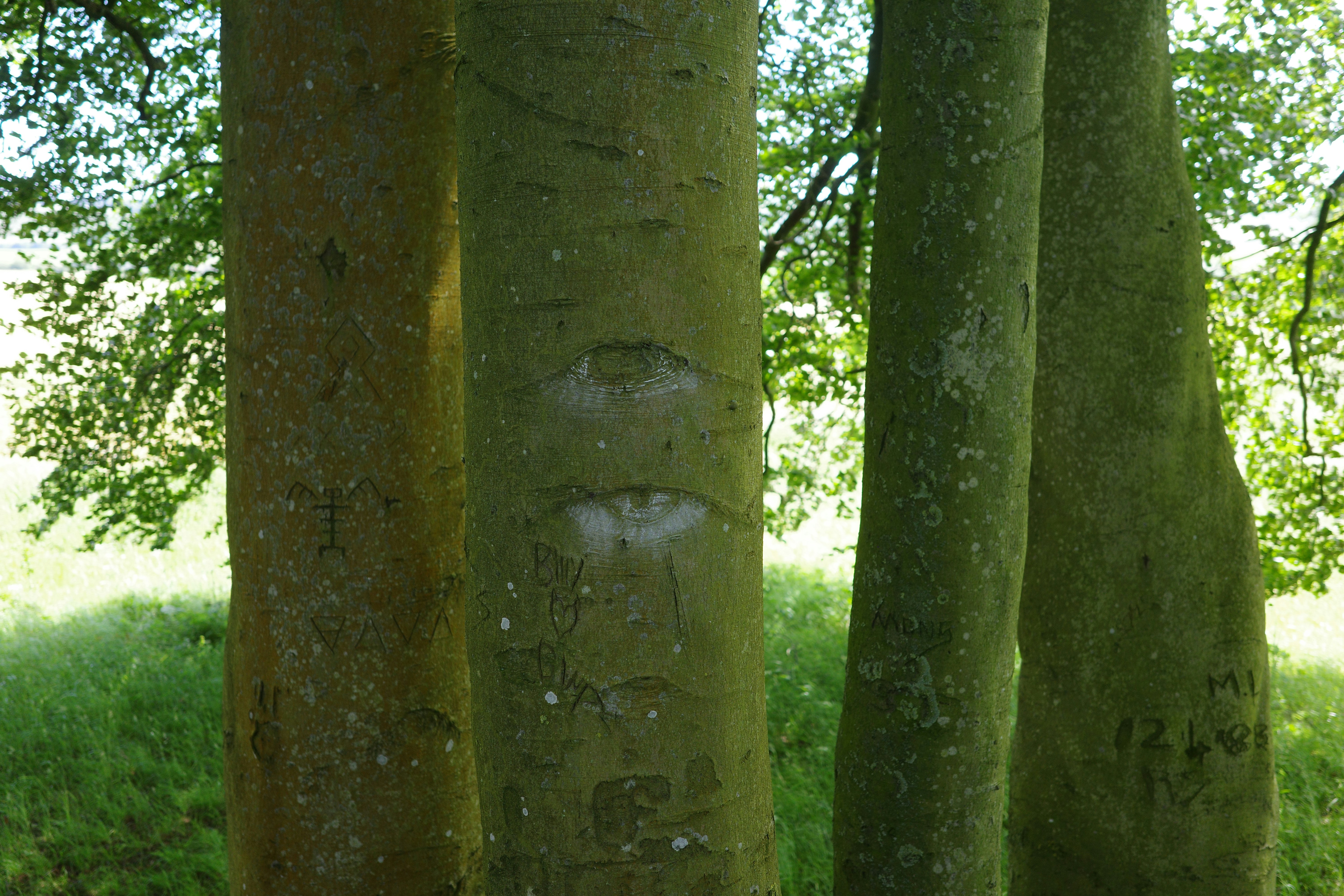 Forest Trunk Choir: Carved Marks on Quiet Bark