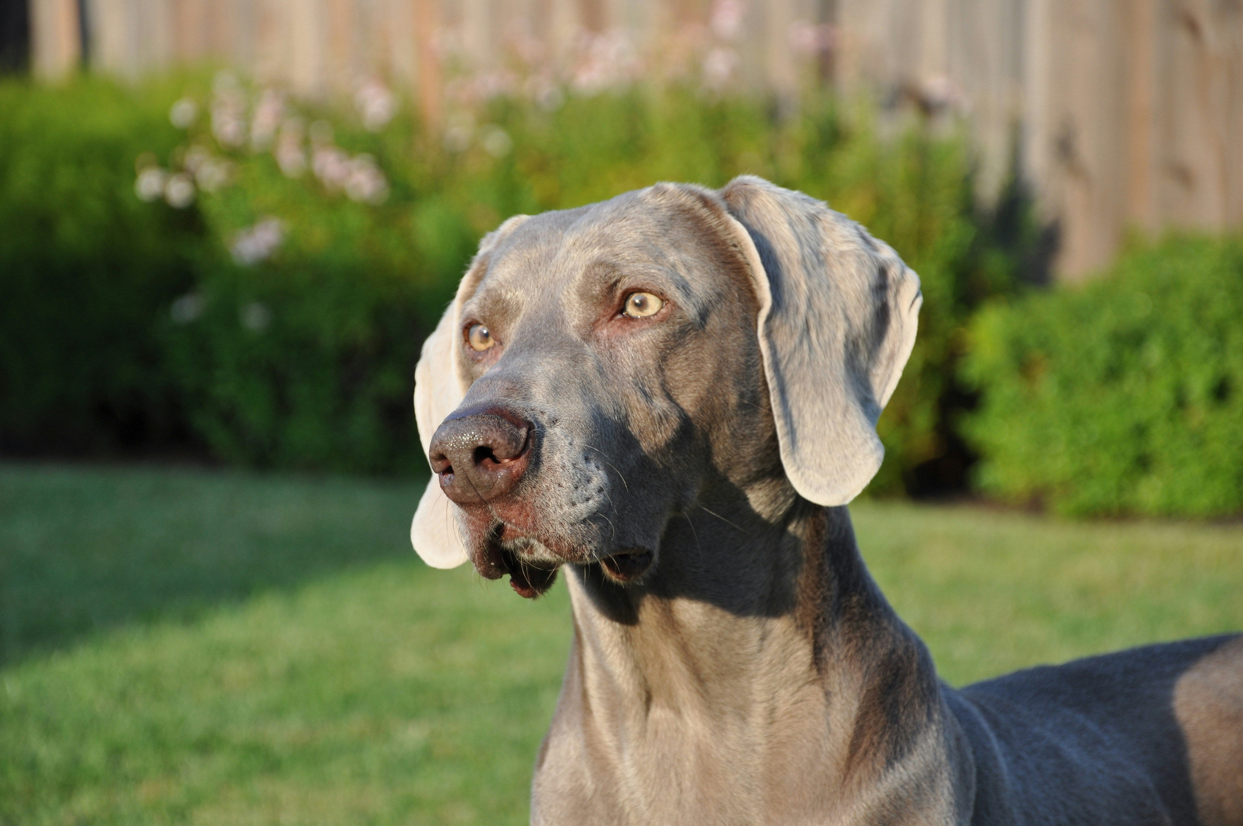 Luminous Gaze: A German Shorthaired Pointer in Sunlit Yard