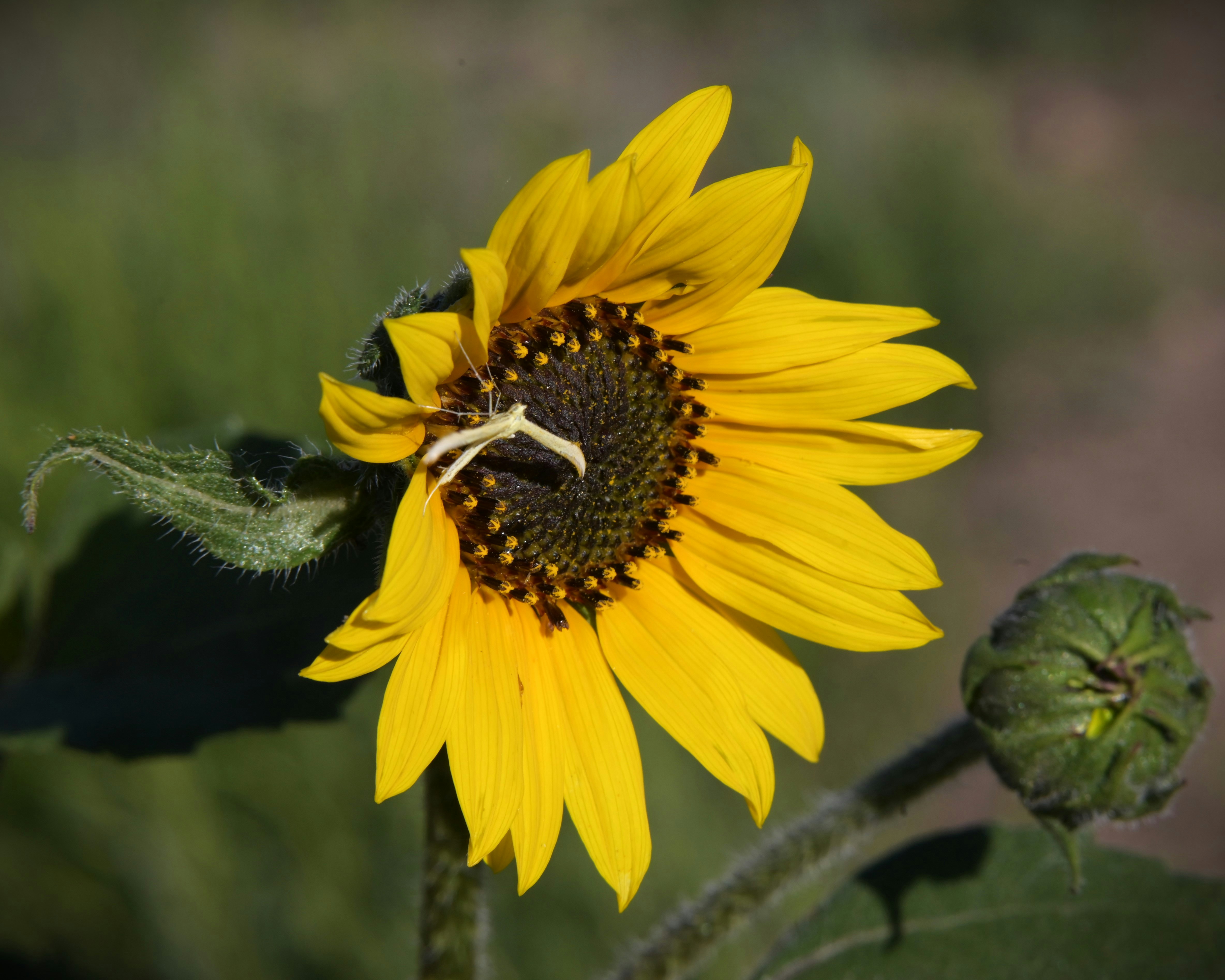 Sunlit Center: A Golden Sunflower Reaches Toward the Light