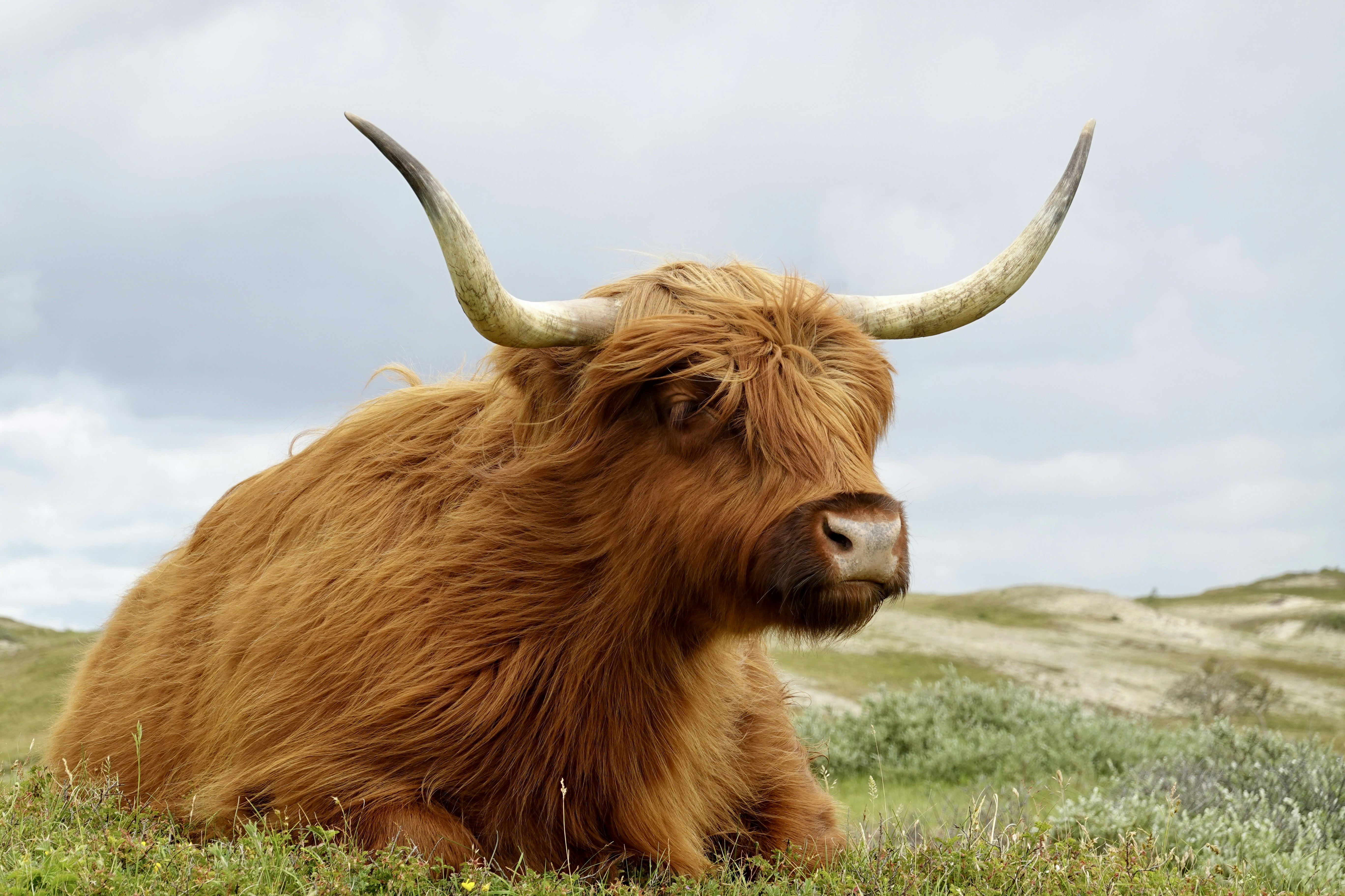 A resting Highlander cow in the coastal dunes during overcast weather