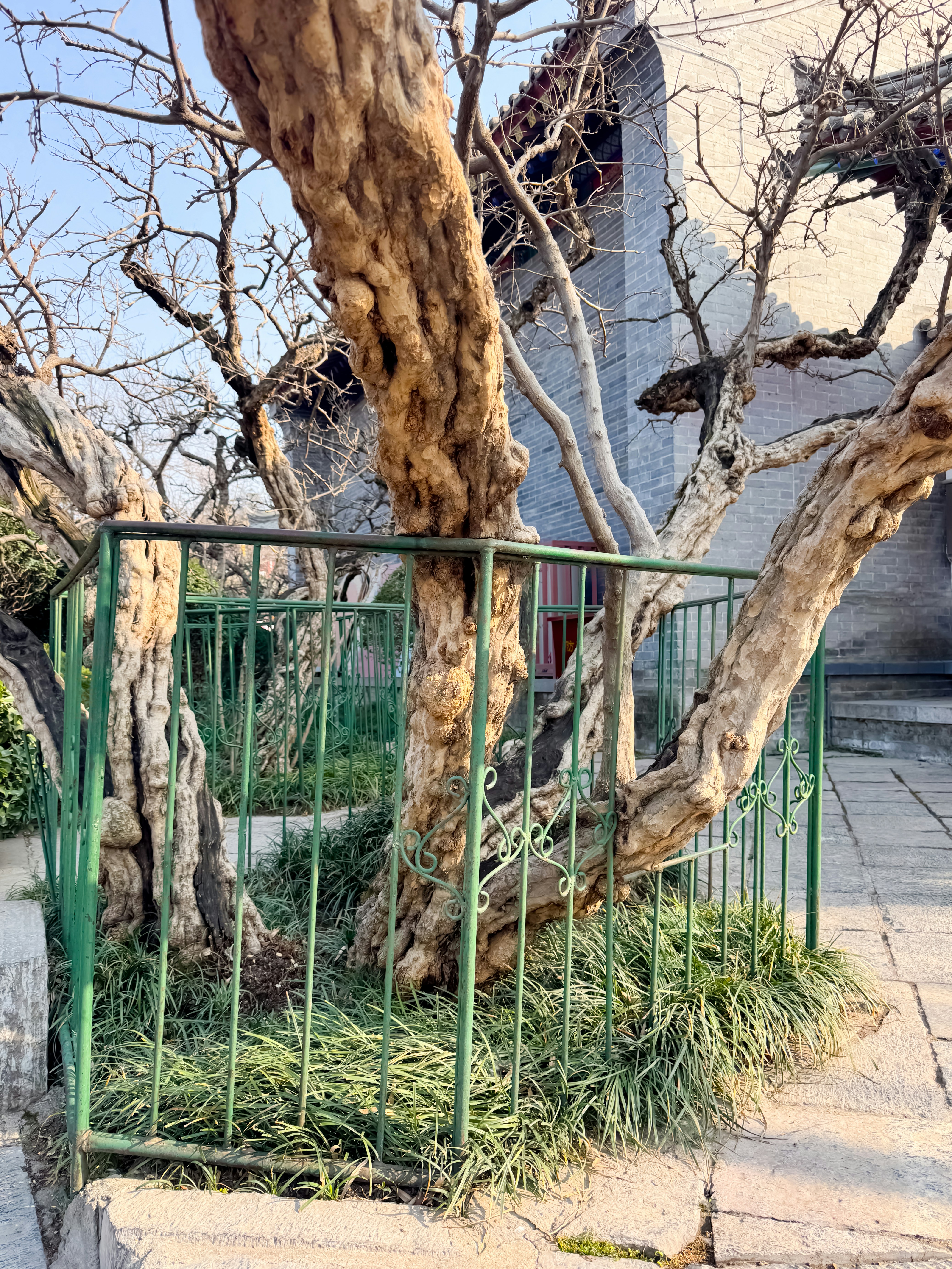 An ancient tree protected by a decorative metal fence in a historic courtyard in China. The weathered trunk, twisted branches, and aged bark suggest centuries of growth, while the protective enclosure reflects ongoing efforts to preserve culturally significant and heritage trees. Traditional grey-brick architecture in the background adds to the sense of history and continuity.