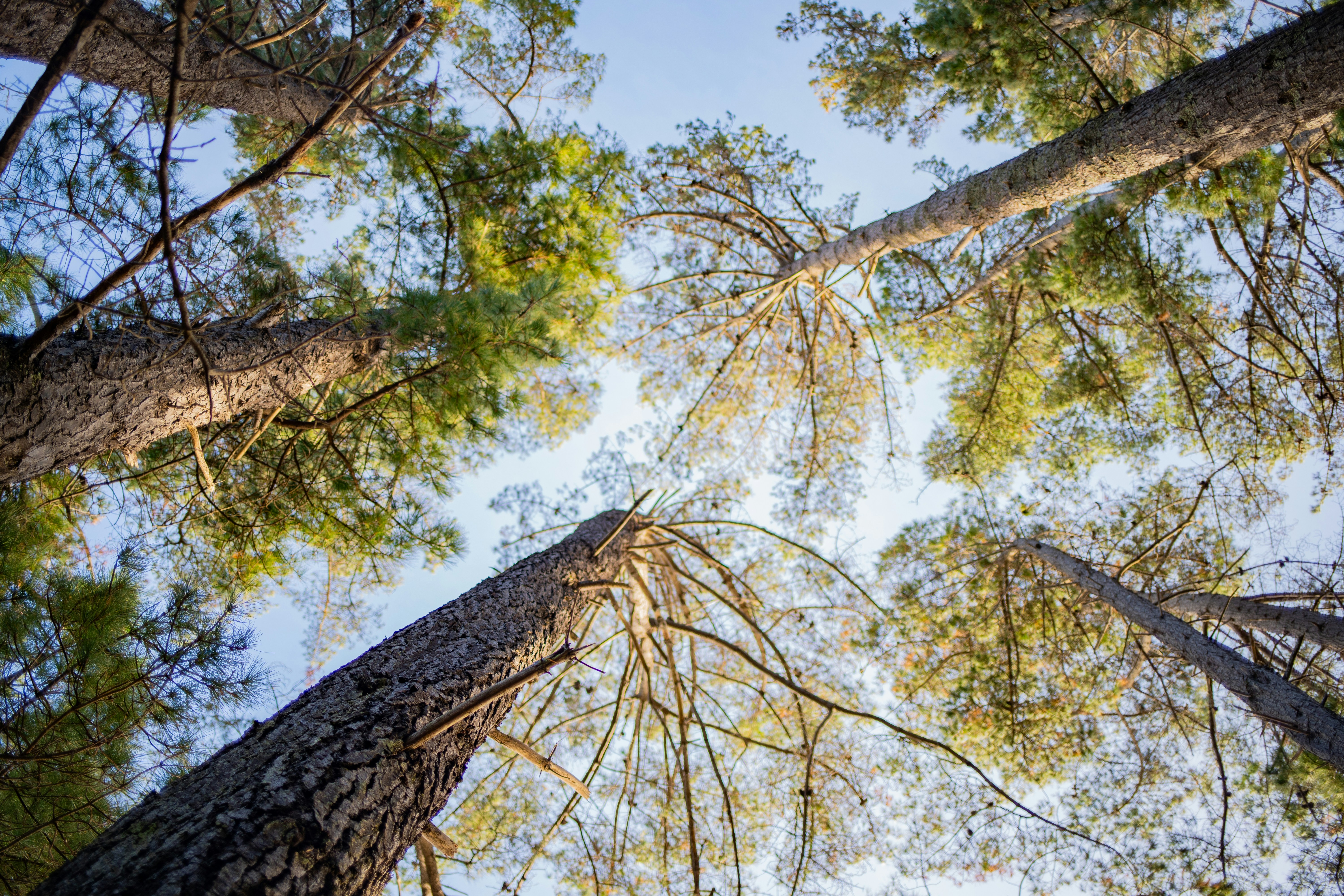 Crown of Trees Reaching Toward a Blue Sky