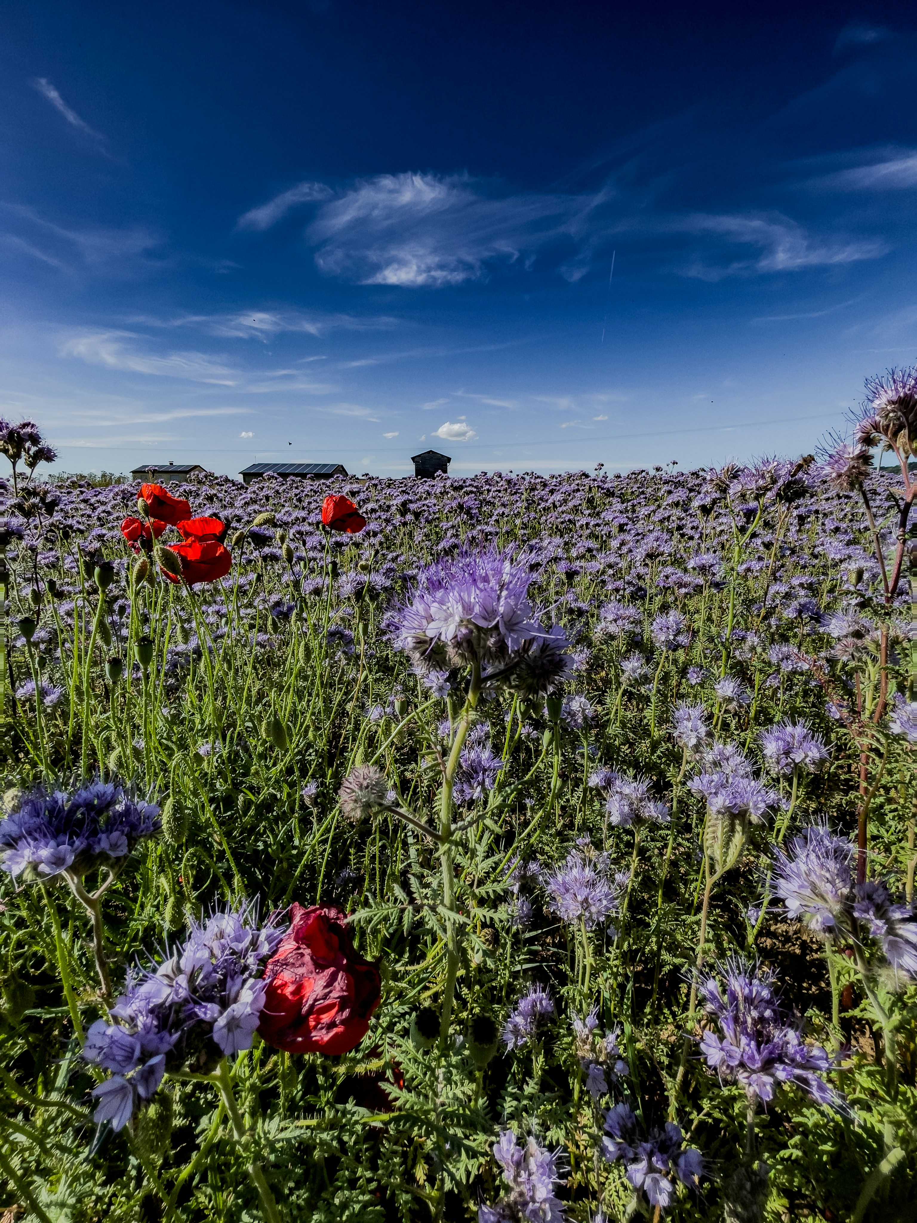 Field of Violet Blazes under a Wide Blue Sky
