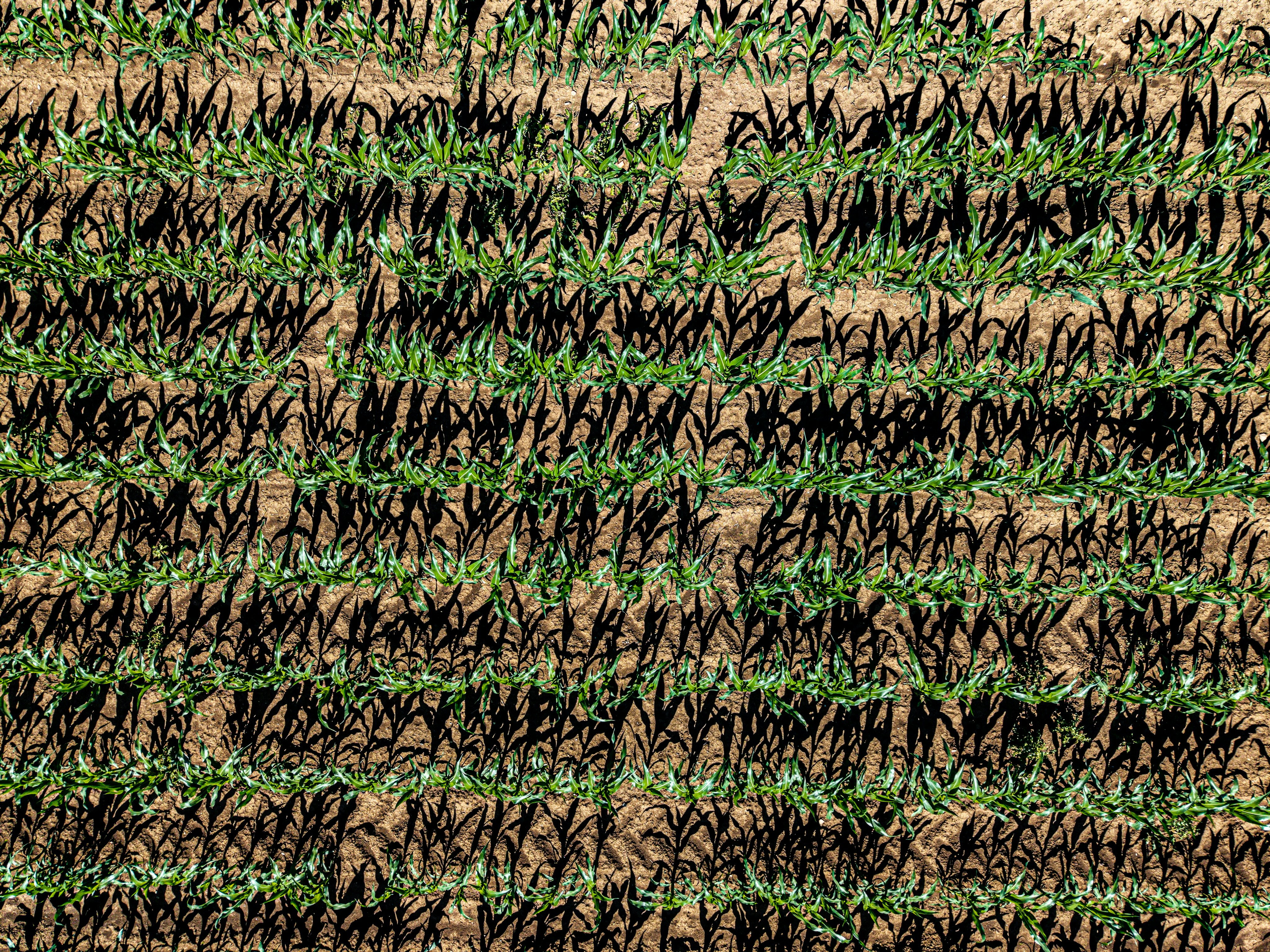 Rows of Green Shoots in Parched Field