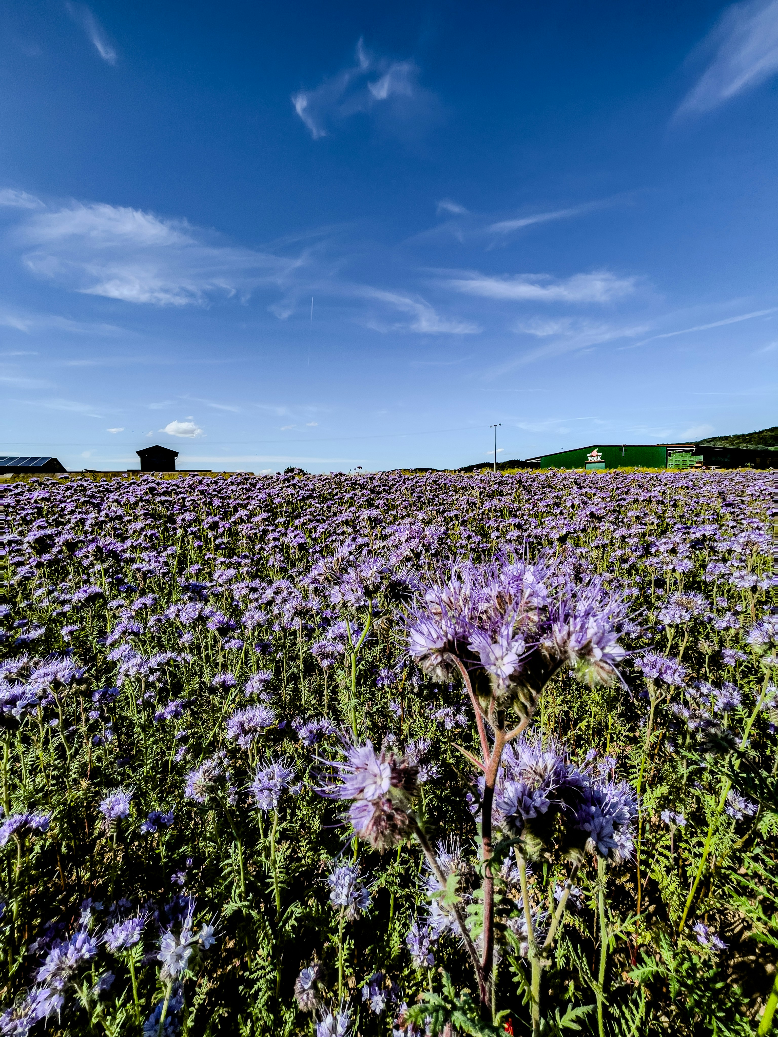 Lavender Sea under a Blue Canopy: Blooming Field to the Horizon