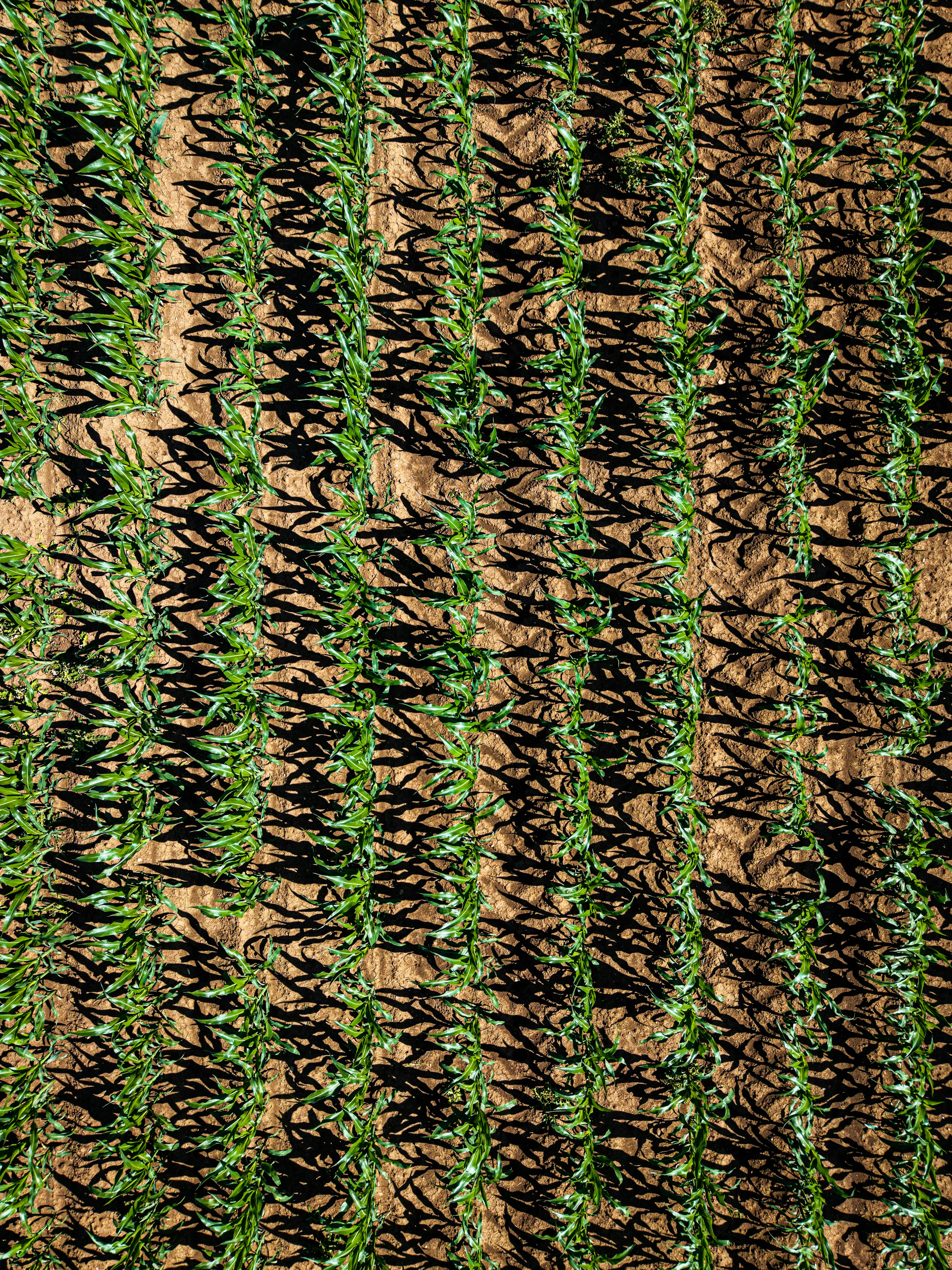Row by Row: Green Crops marching across a sunlit field