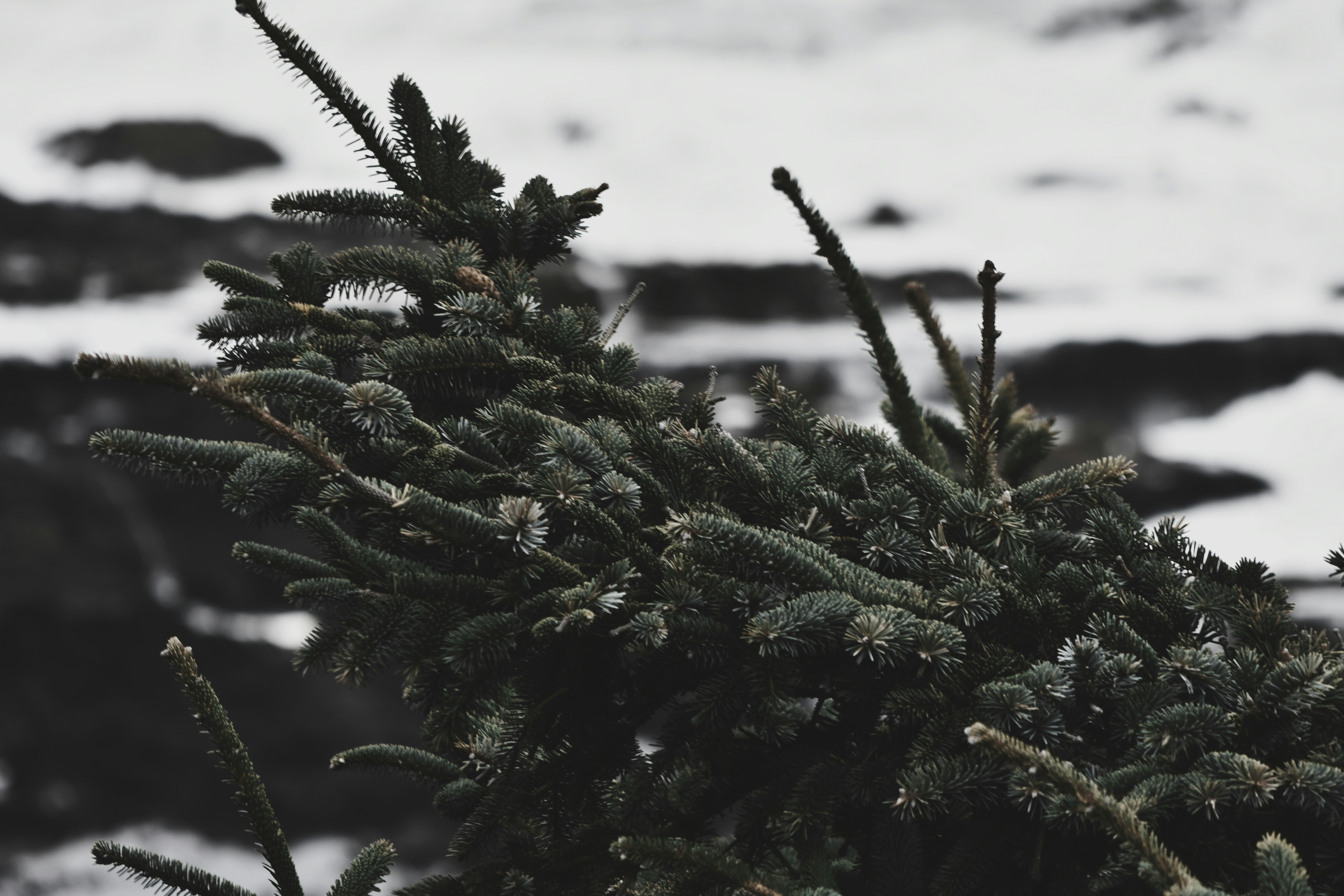 Needlework in the Dusk: Pine Boughs Against a Quiet Shore