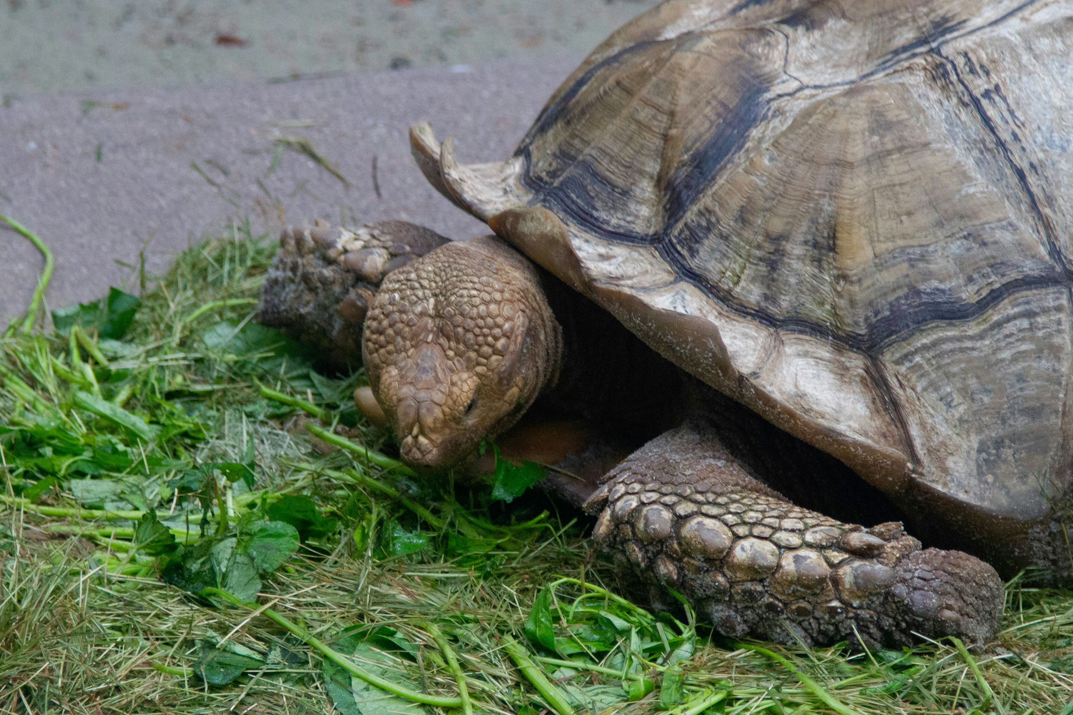 Sunlit Gaze: a Tortoise Deliberates on a Meadow
