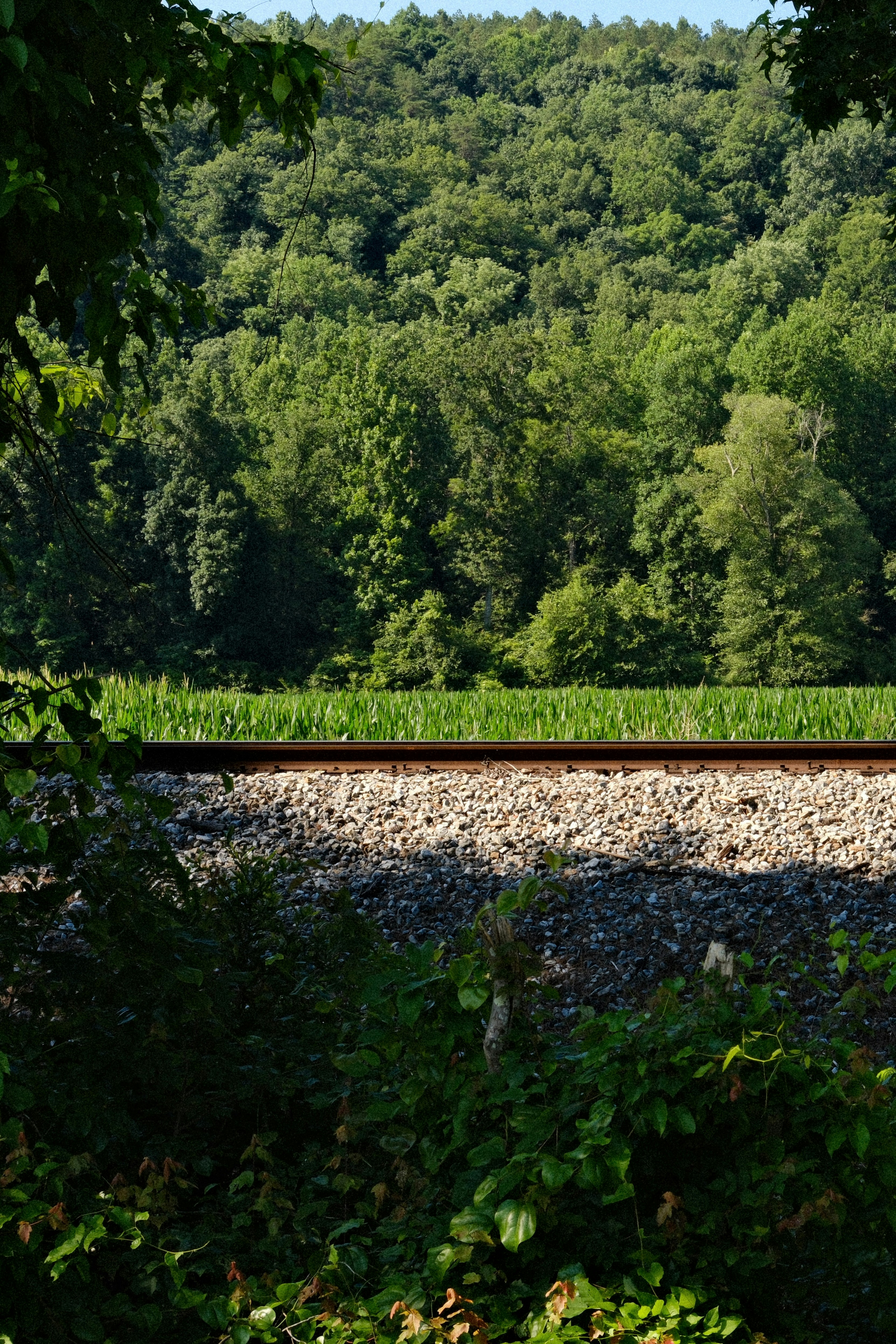 Railway Veil: Sunlit Trees Beyond the Tracks