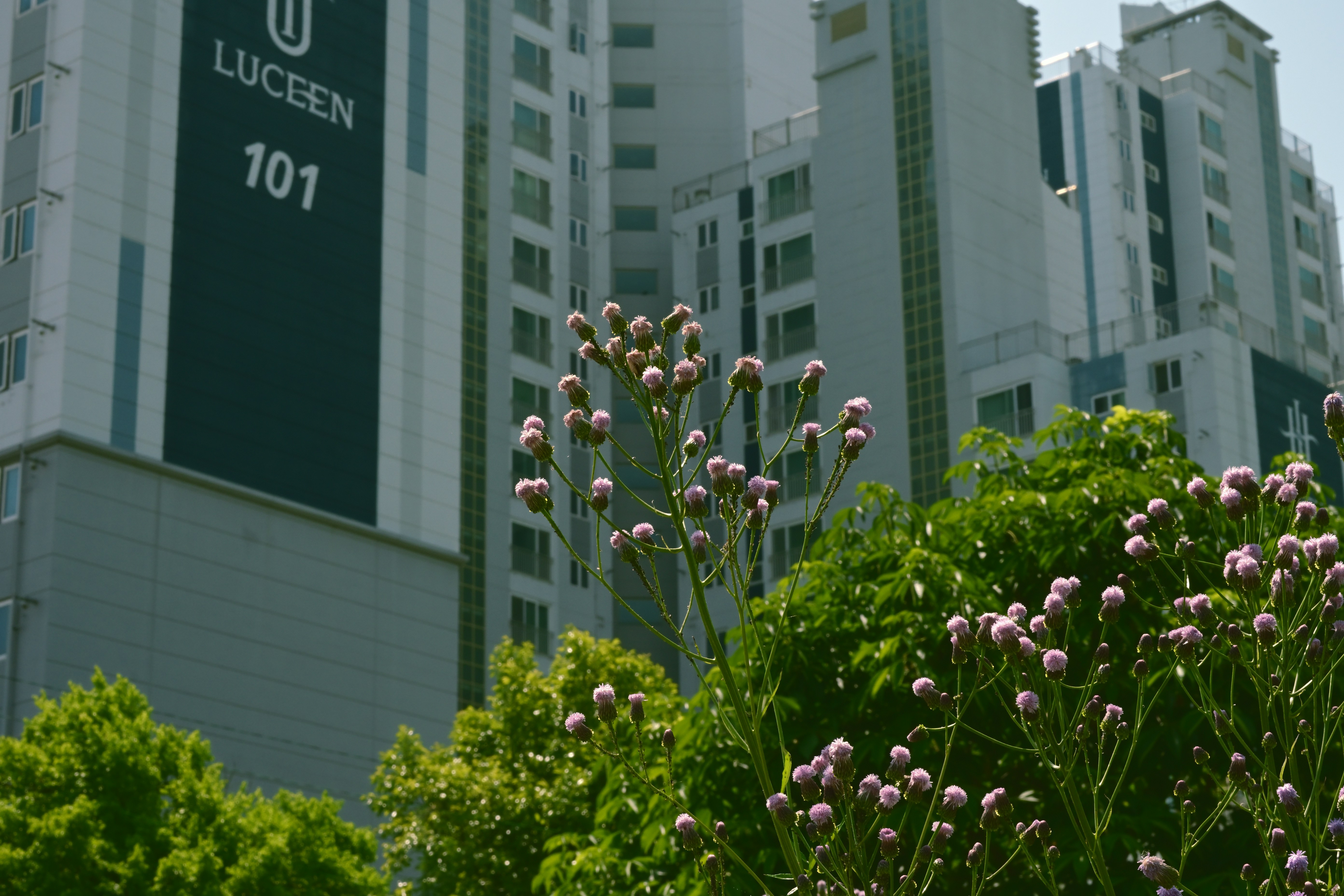 Urban Foliage in Front of Modern Towers