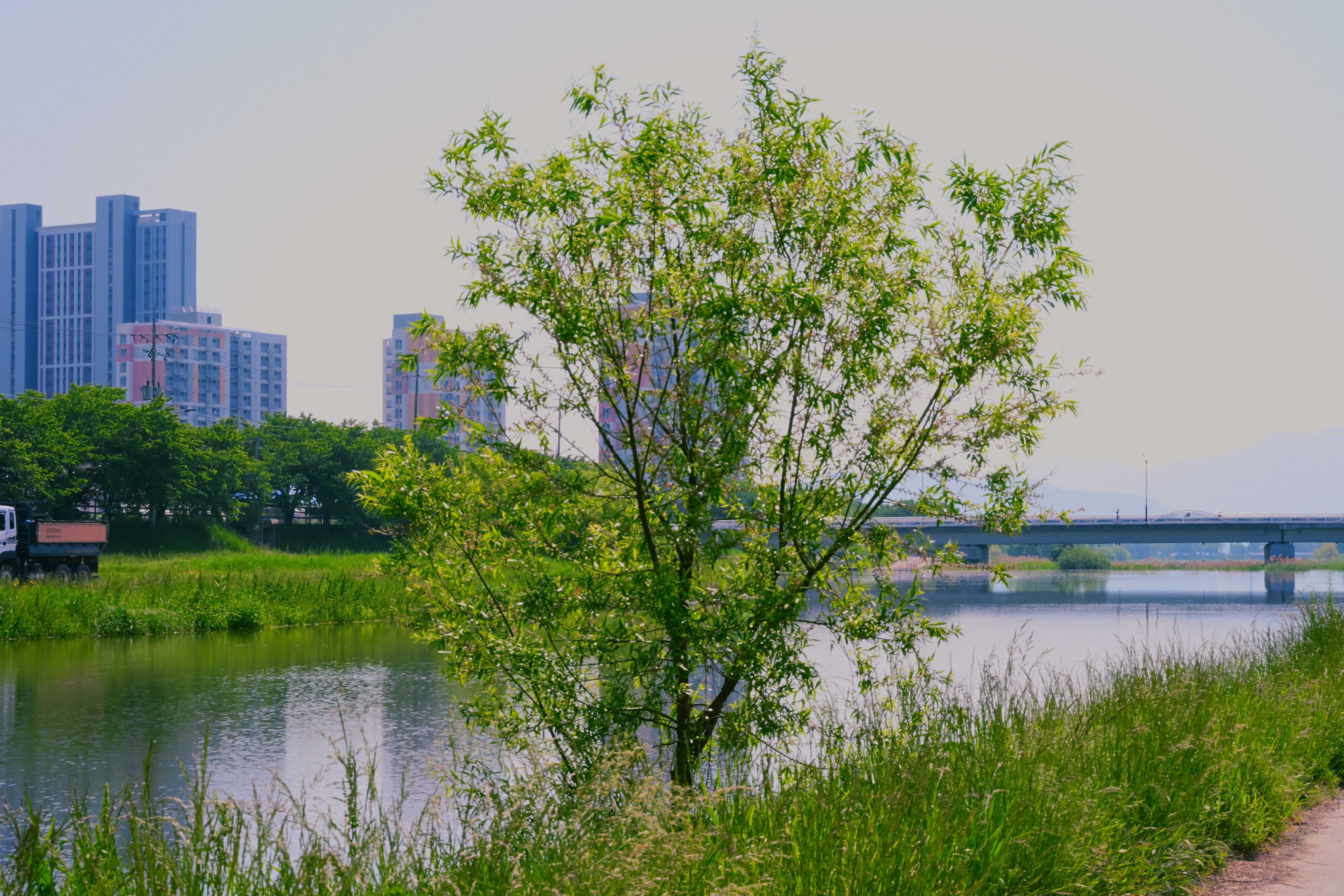 Lone Greenery by the River: Tree Framed Amid Urban Quiet