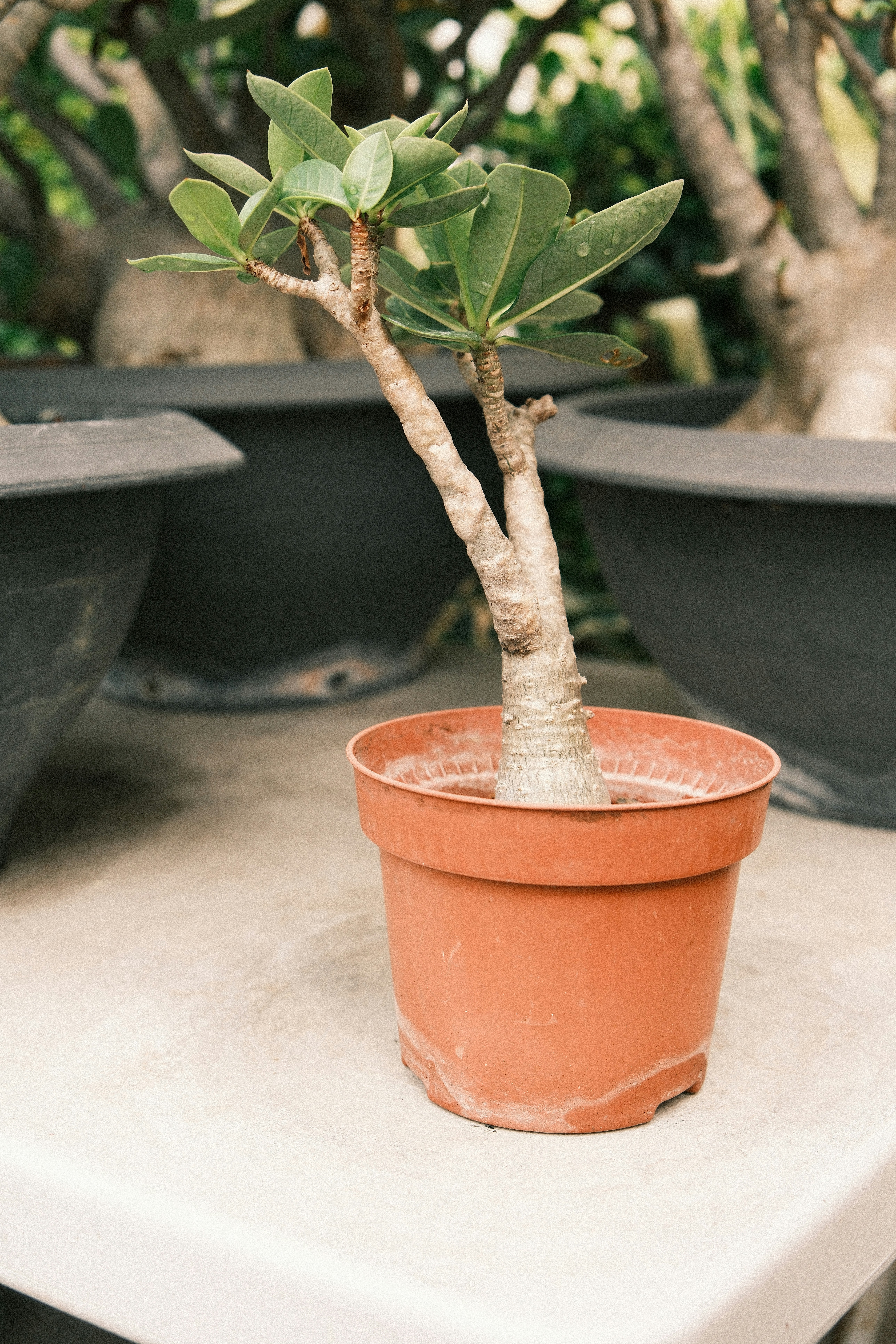 Tiny Tree, Big Presence: A Potted Ficus Reaches for Morning Light