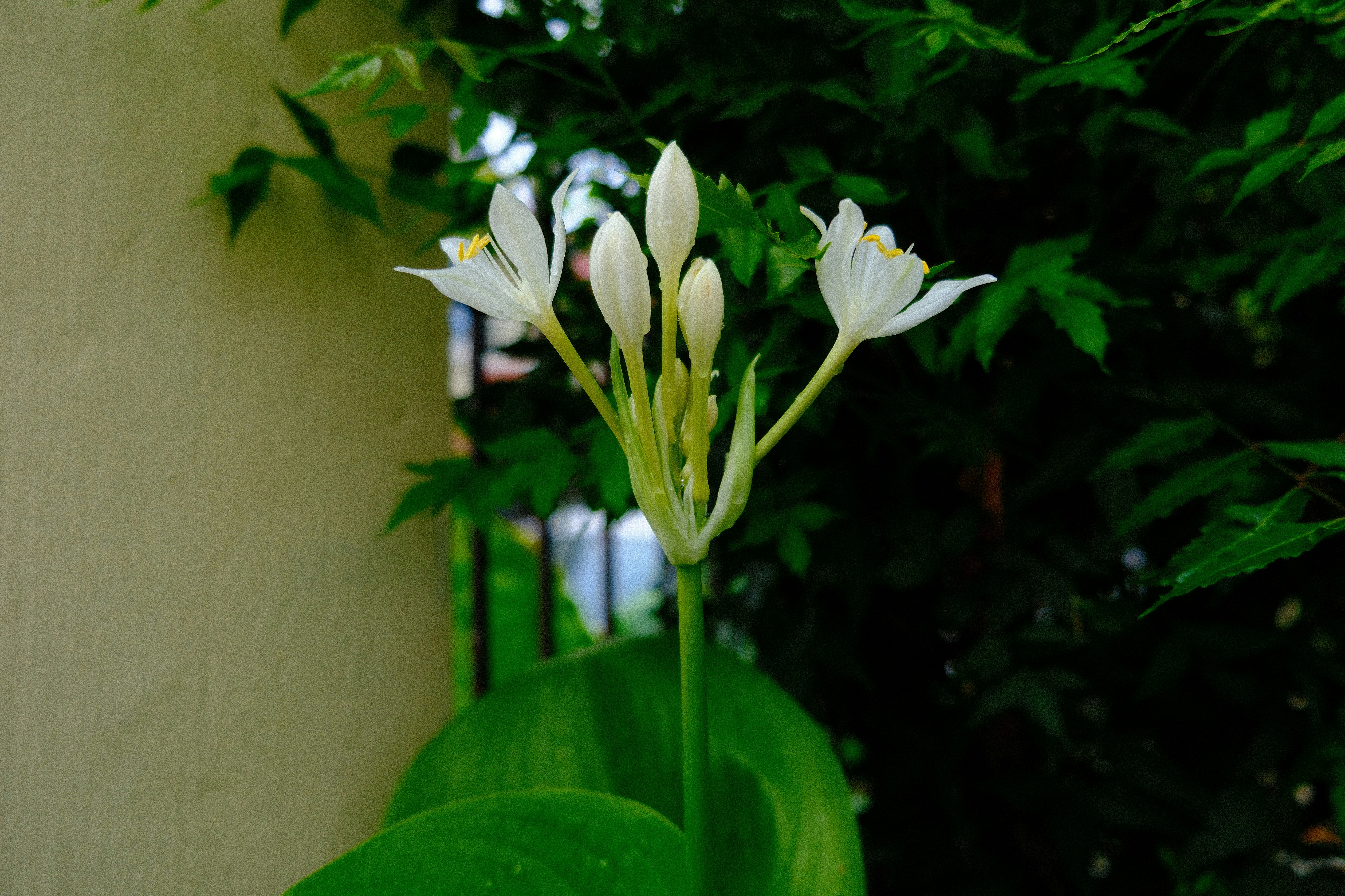 White bloom rising above glossy leaves in a shaded garden