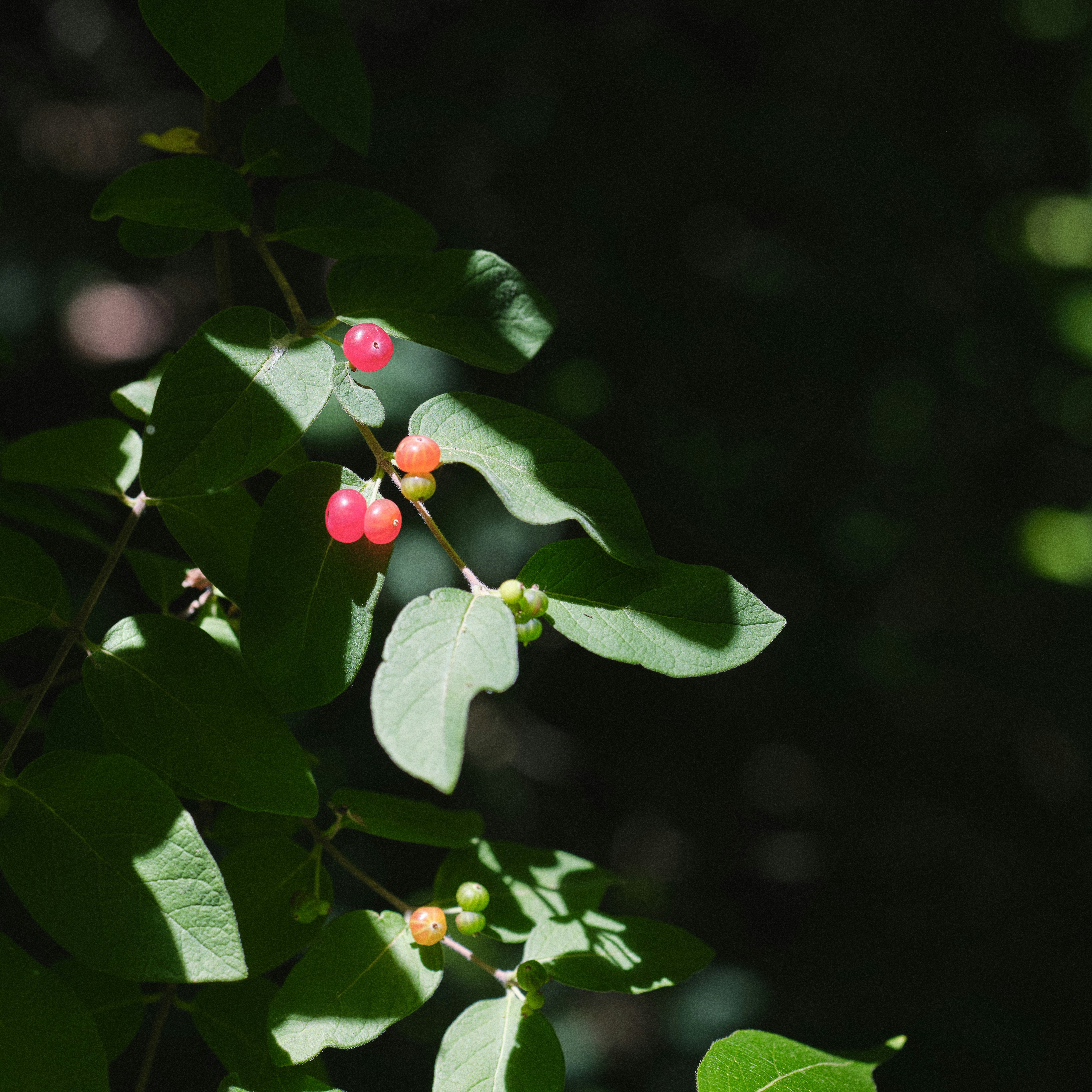 Sunlit Berries on a Quiet Leafy Stem