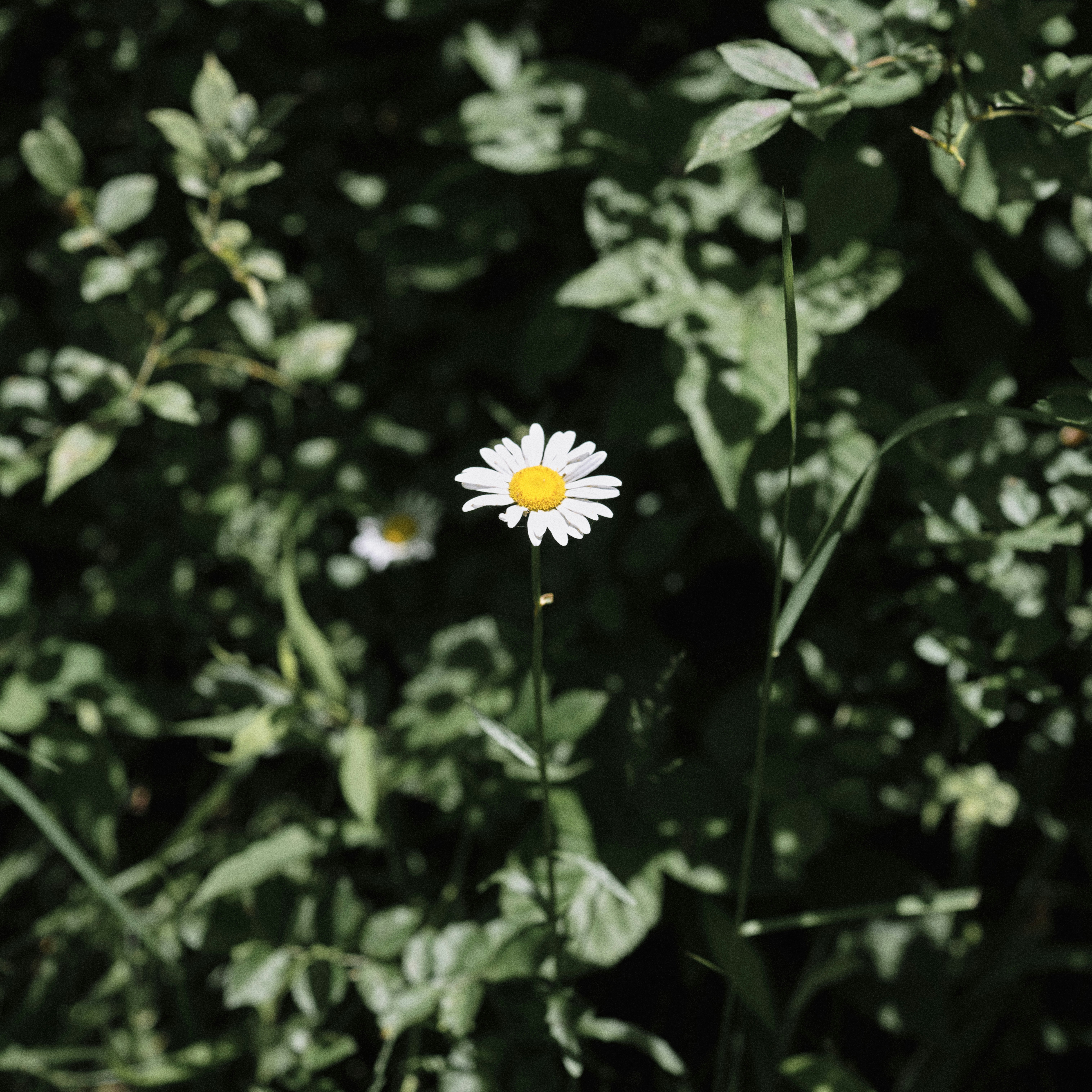 Daisy in a Sea of Green