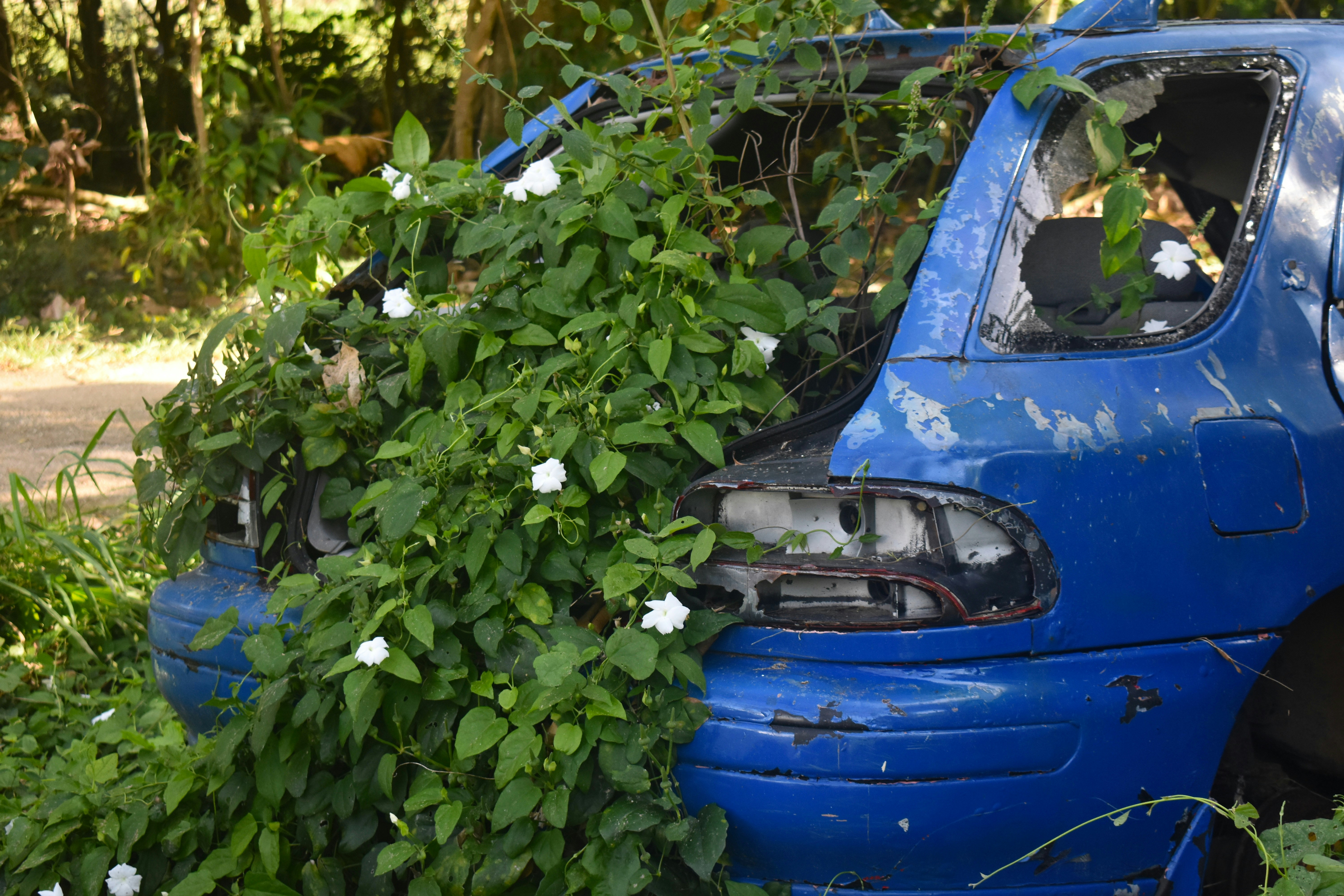 Overgrown Relic: A Blue Car Entangled in White Blossoms