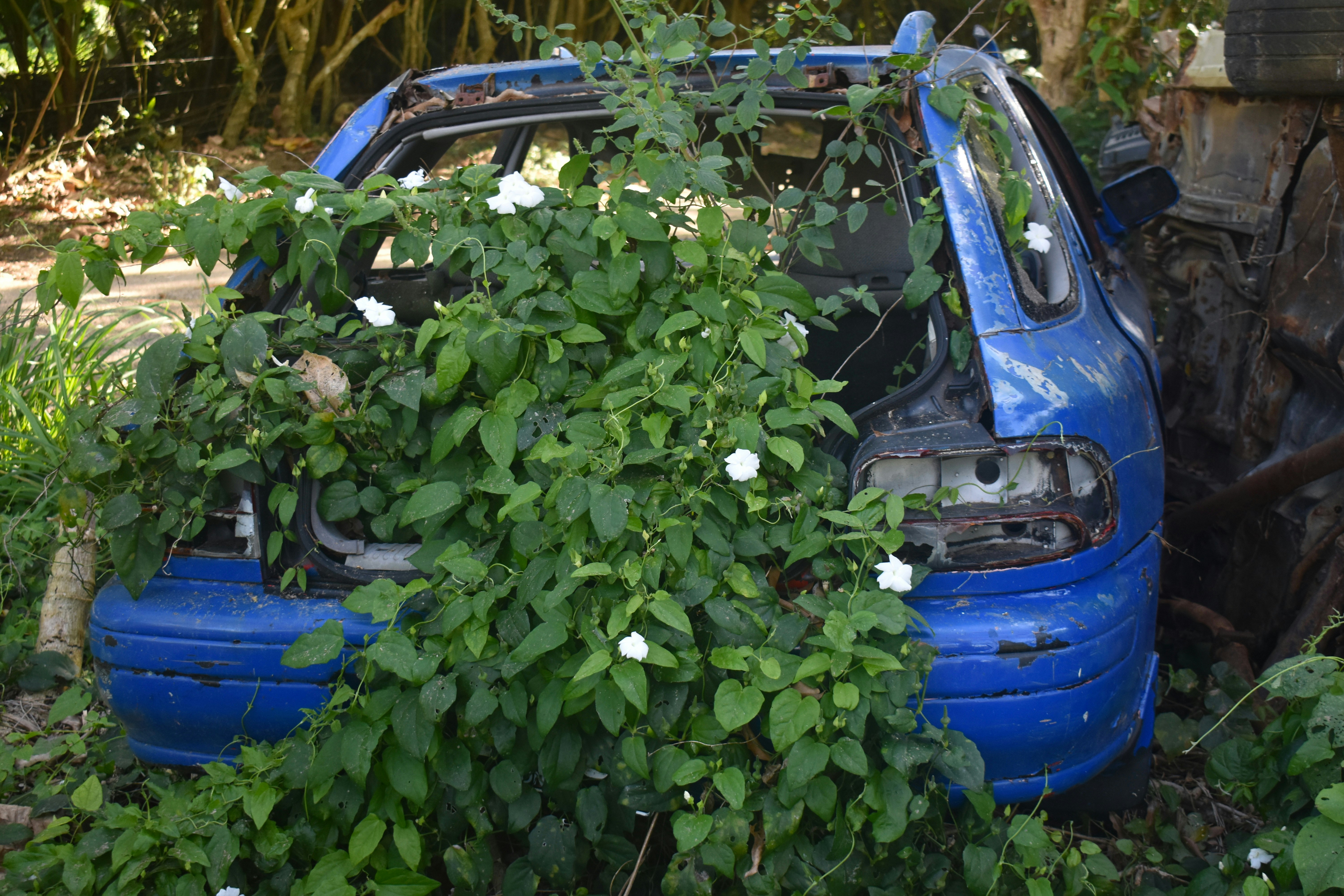 Overgrown Relic: A Blue Hatchback Reclaimed by White Roses