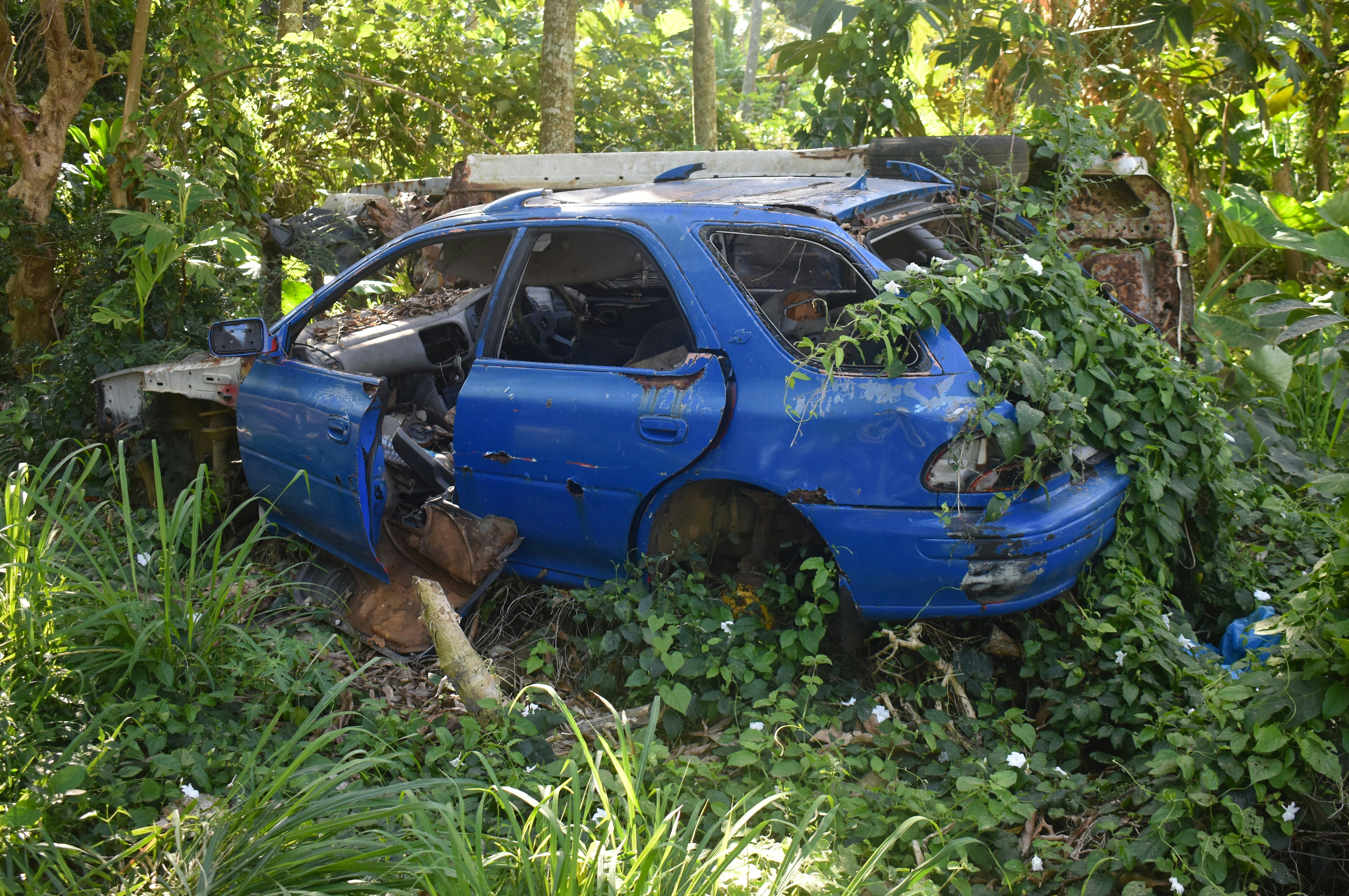 Overgrown Relic: A blue sedan reclaimed by nature in a sun-dappled garden